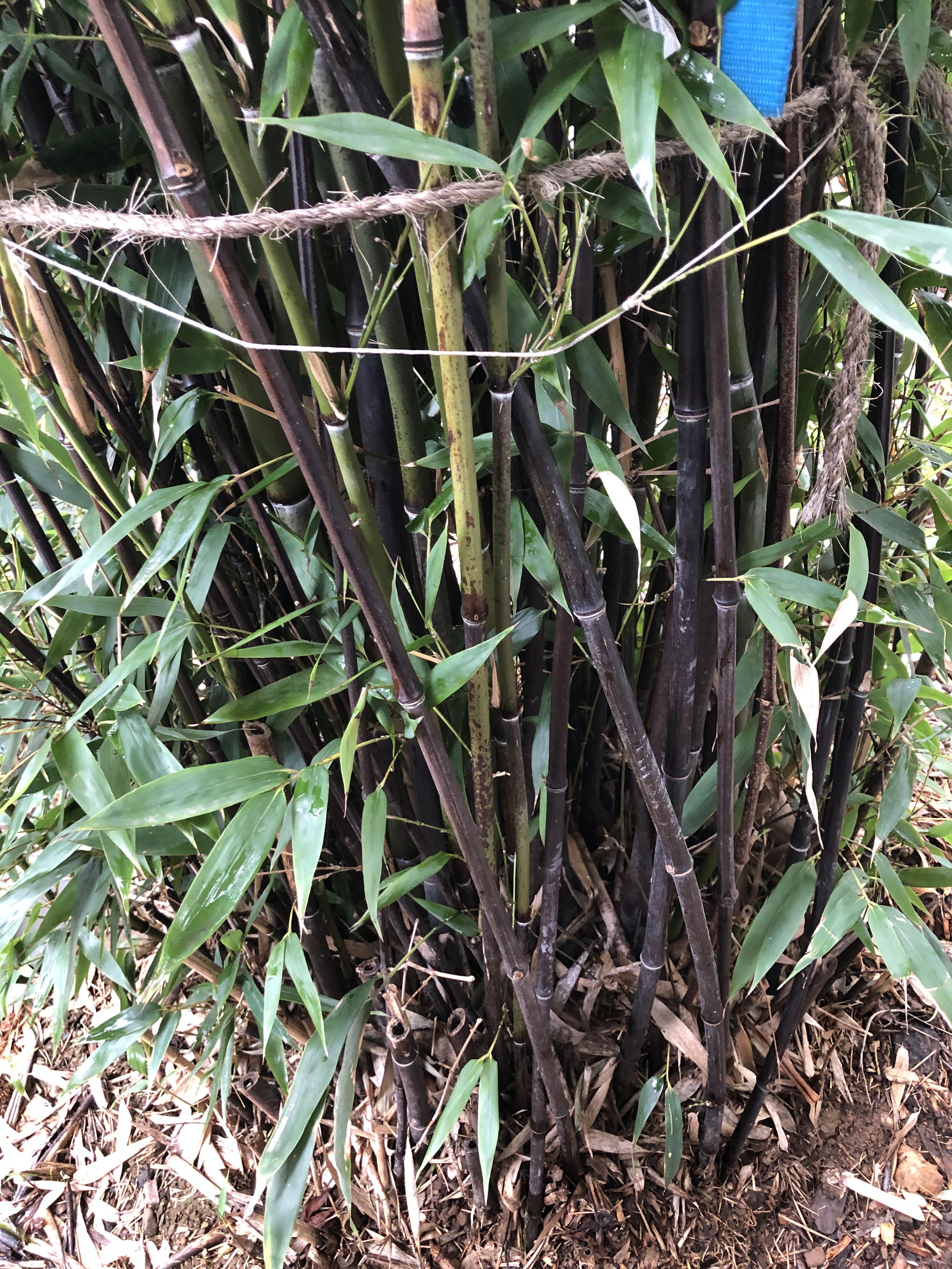 What kind of bamboo is this? | Scrolller