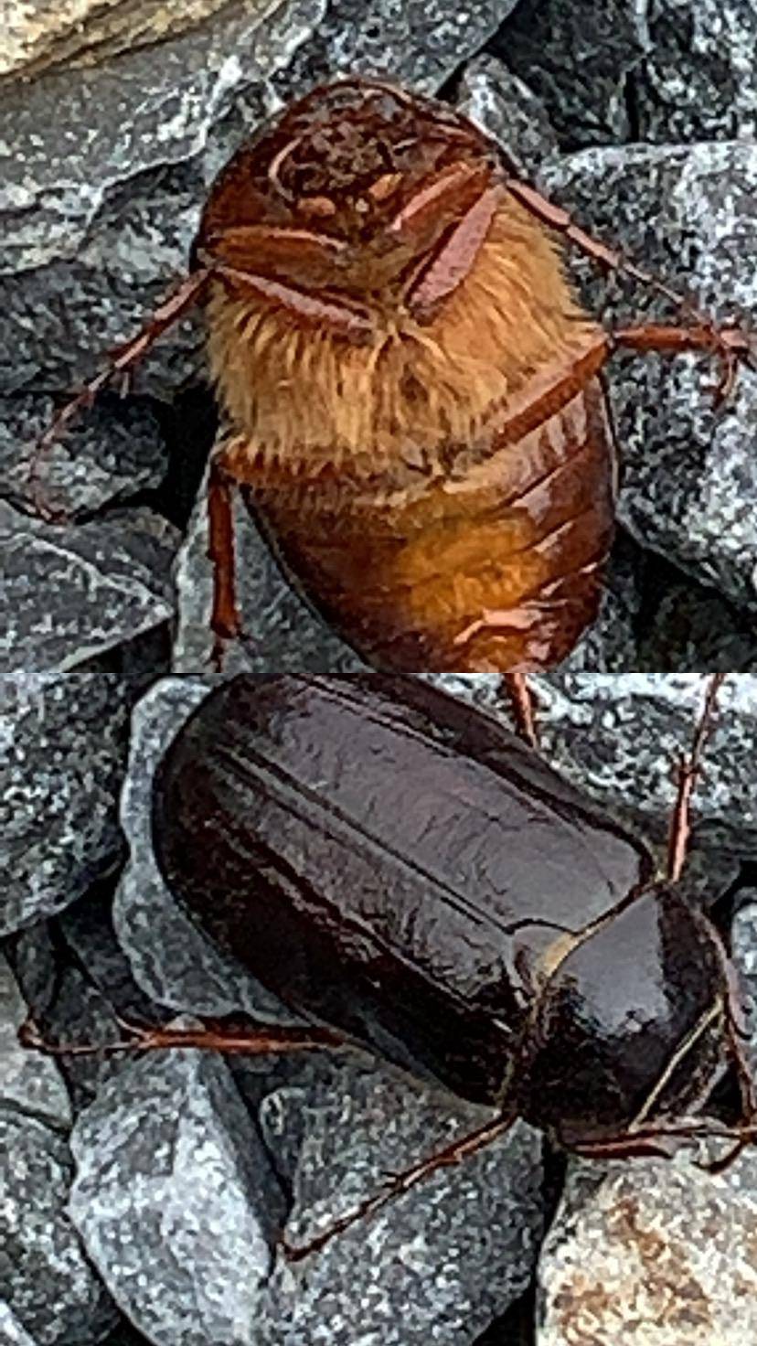 What kind of Beetle is this im from Nova Scotia Canada | Scrolller