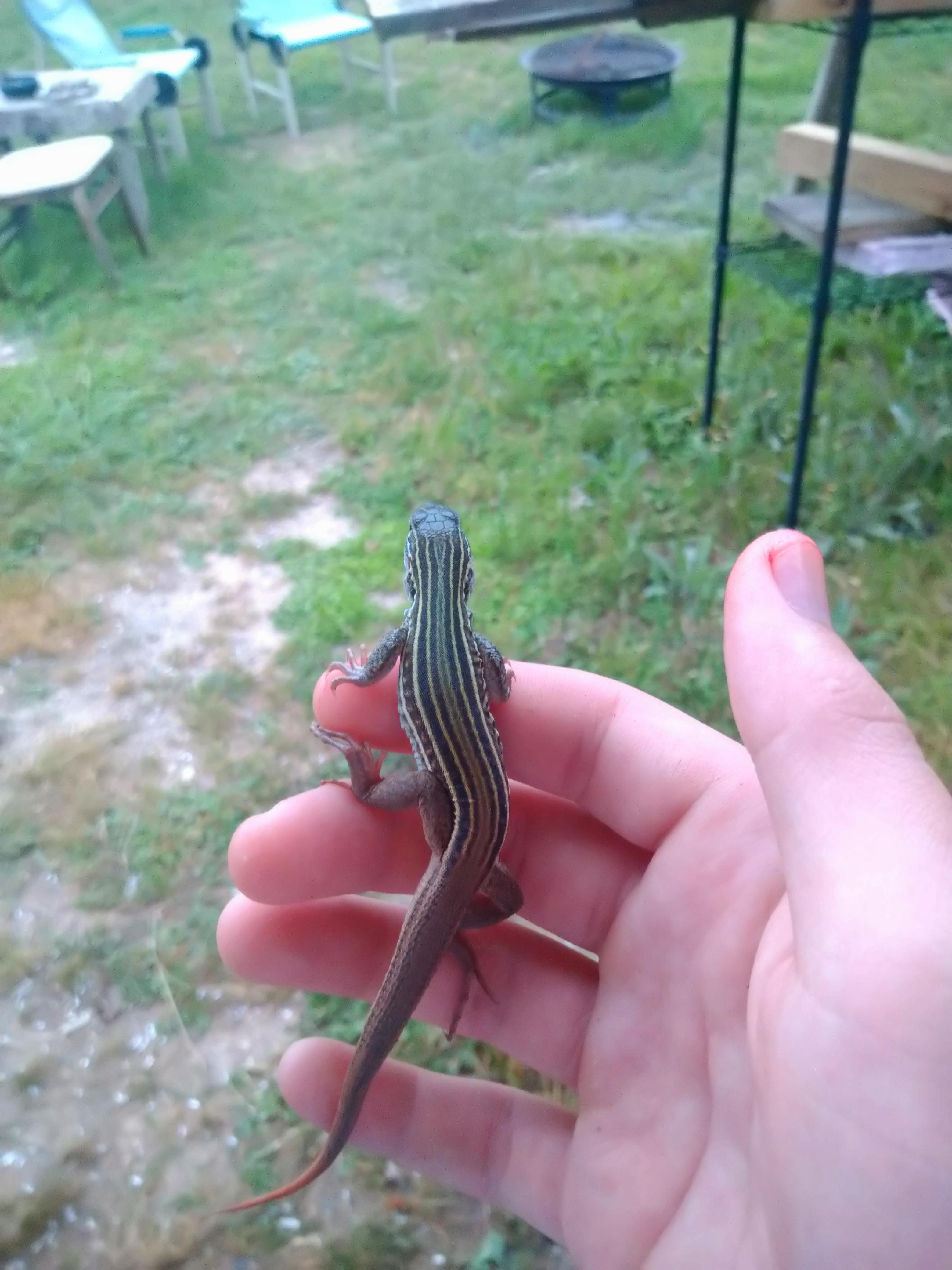 what kind of lizard is this? | Scrolller