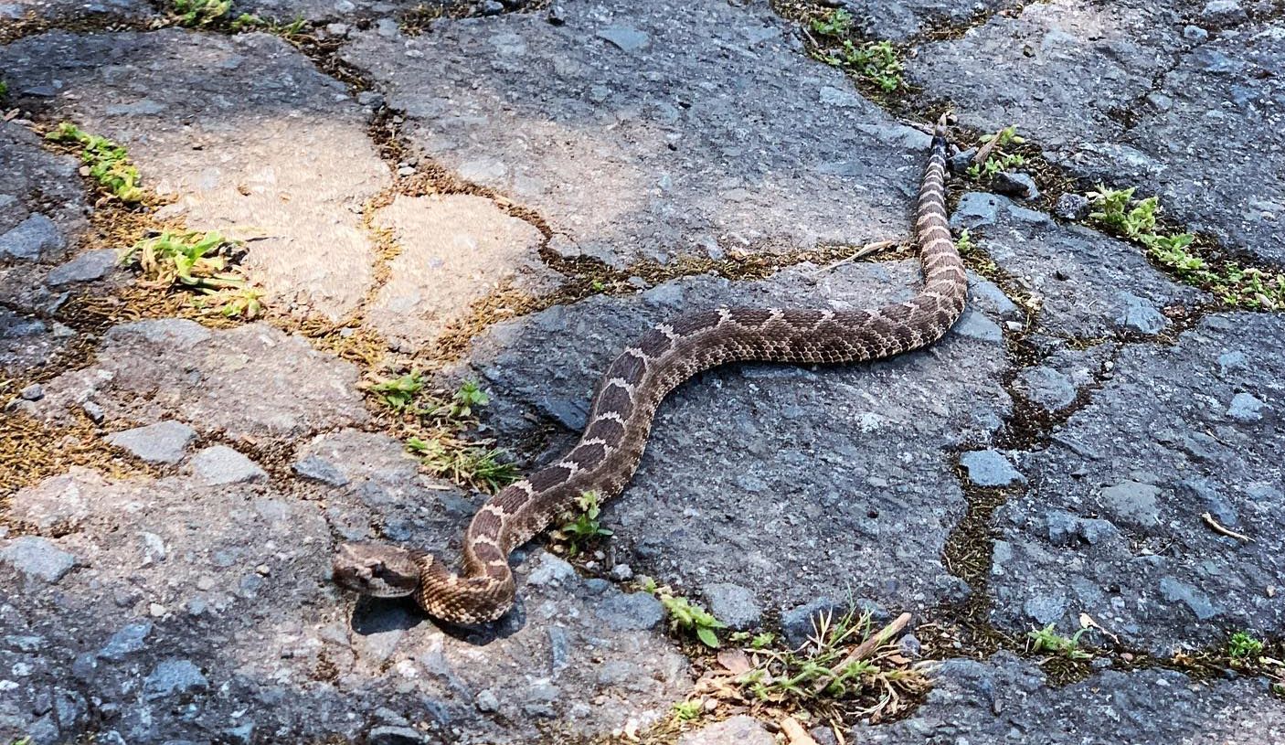 What kind of snake did my friend see? Bay Area, California. My initial reaction is some sort of ...