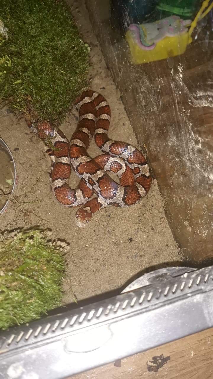 What Kind Of Snake is this: Corn Snake or Eastern Milksnake? | Scrolller