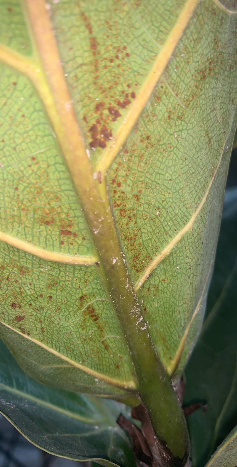 What’s wrong with my fiddle leaf? | Scrolller