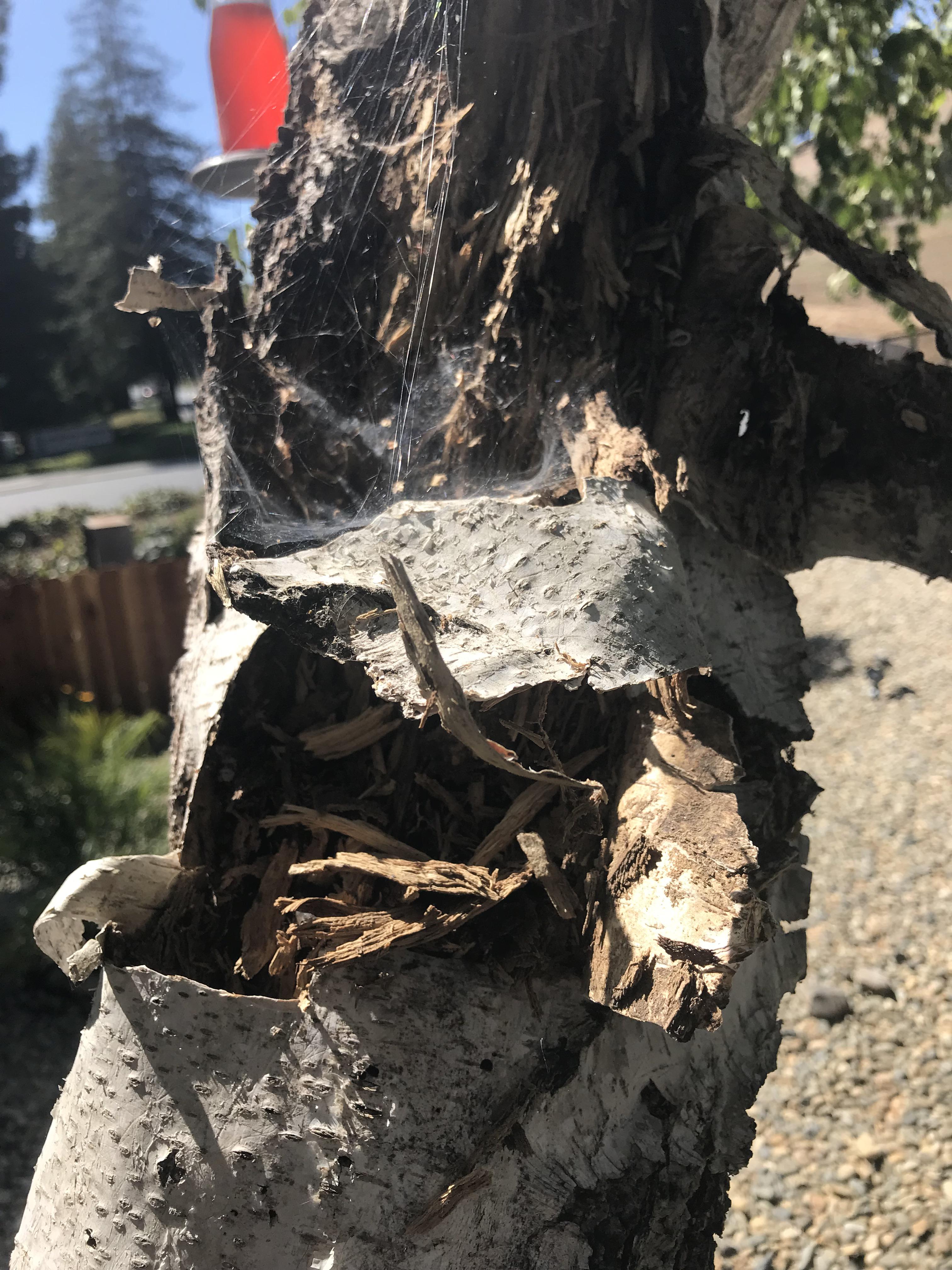 What’s wrong with my tree?! | Scrolller