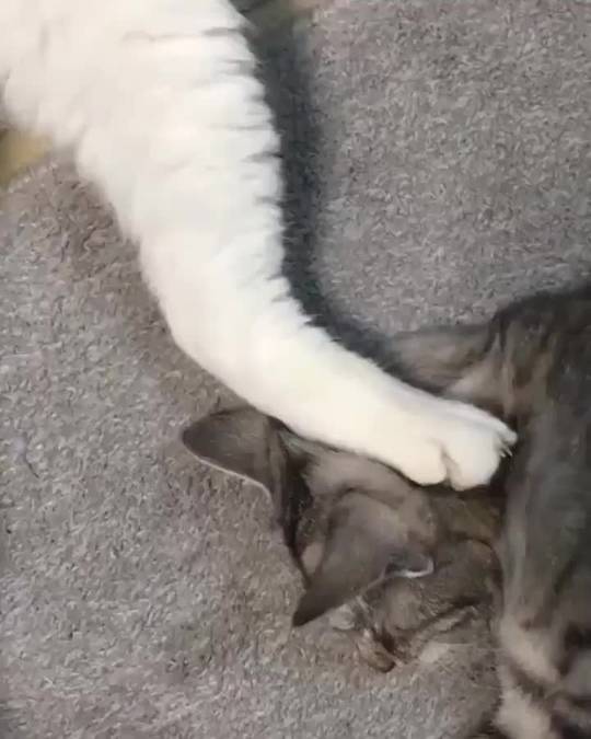 Foot Taps | Scrolller