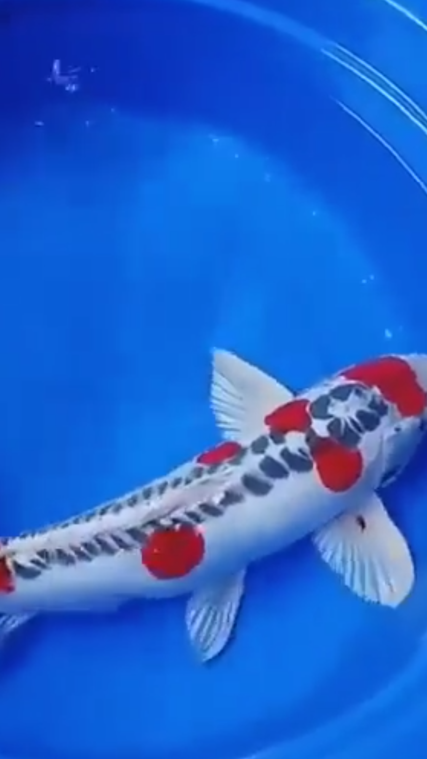 What type of koi is this? | Scrolller