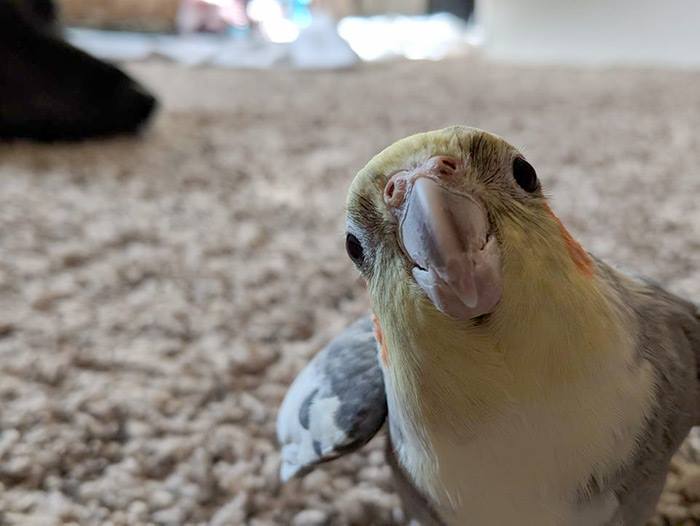 Whatcha doin? | Scrolller