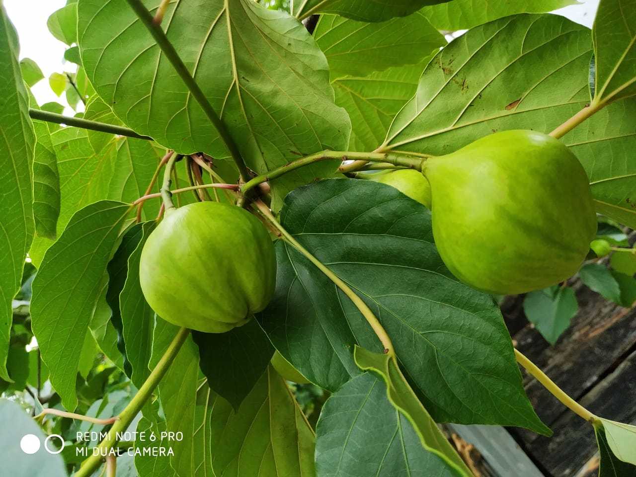 What's this fruit? | Scrolller