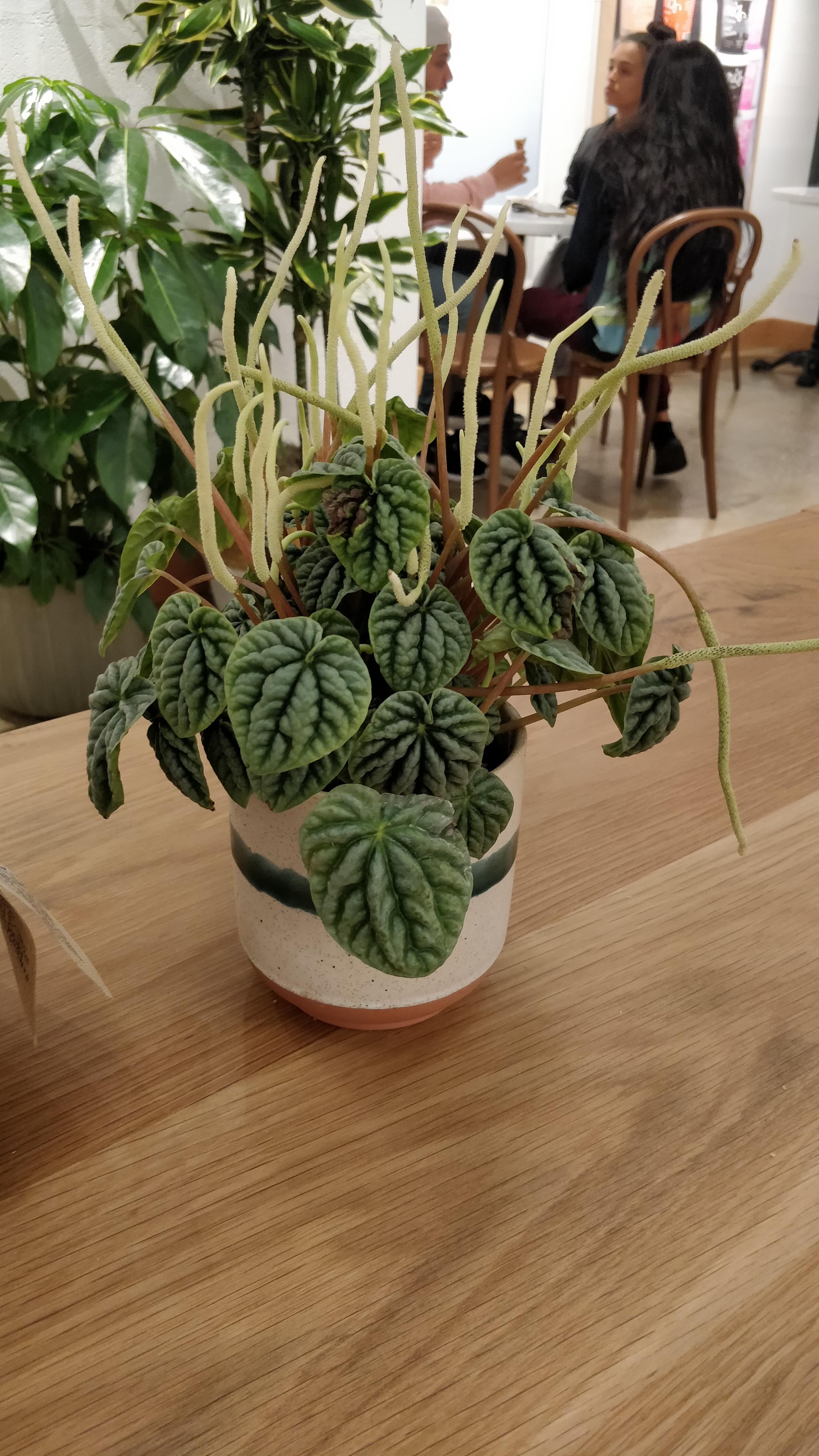 What's this plant?! | Scrolller