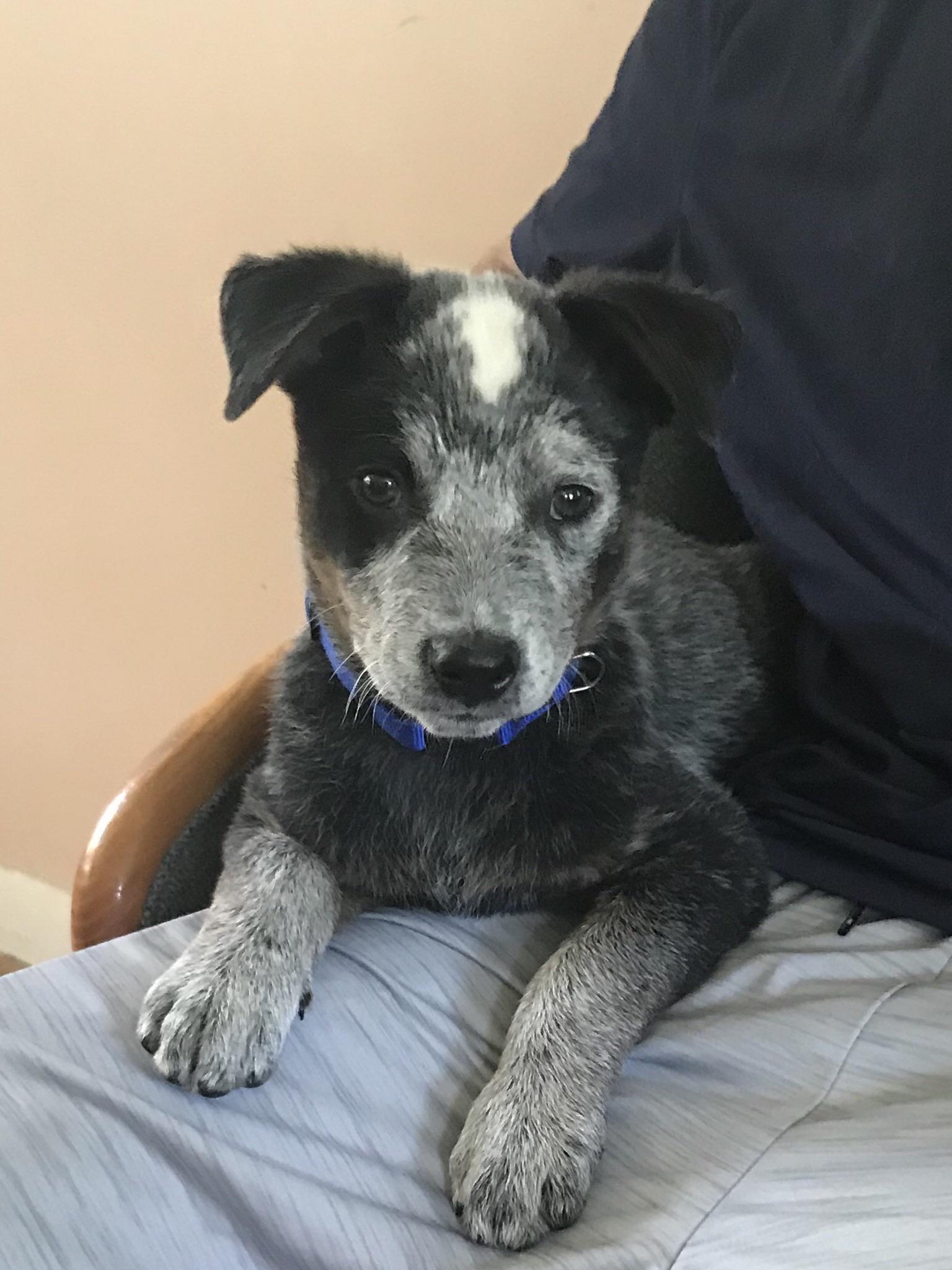 When Cam had floppy ears | Scrolller