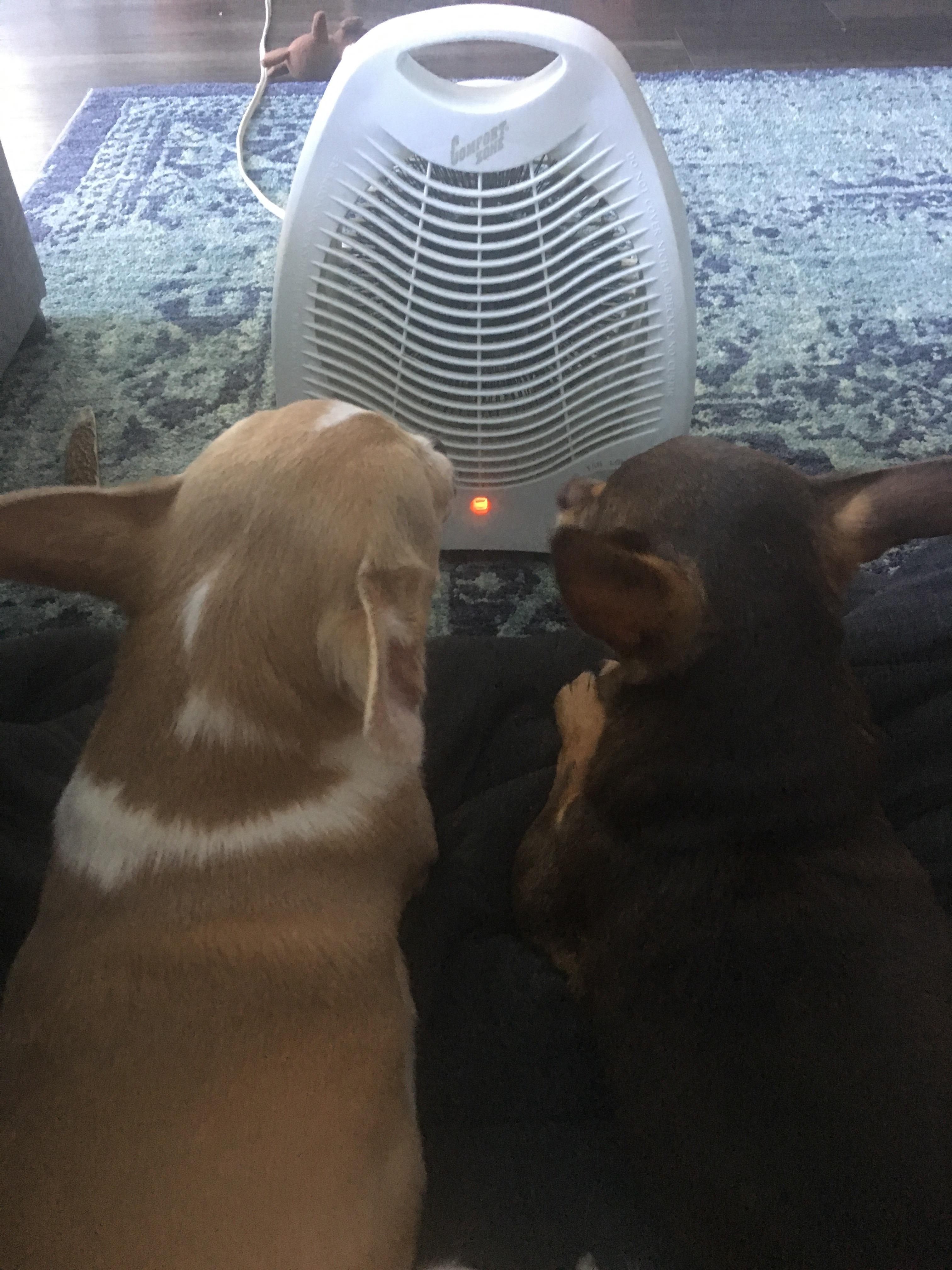 When it’s chilly, they share the space heater | Scrolller