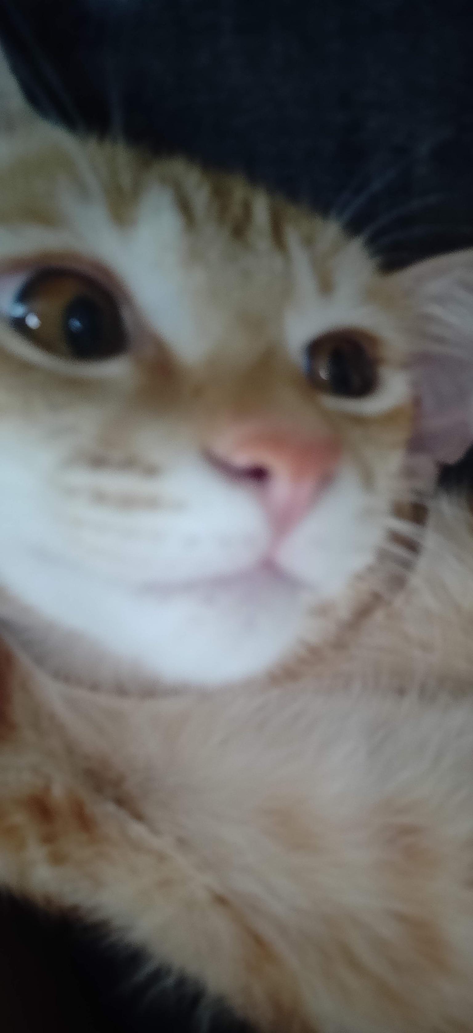 When the catnip hits the right spot | Scrolller