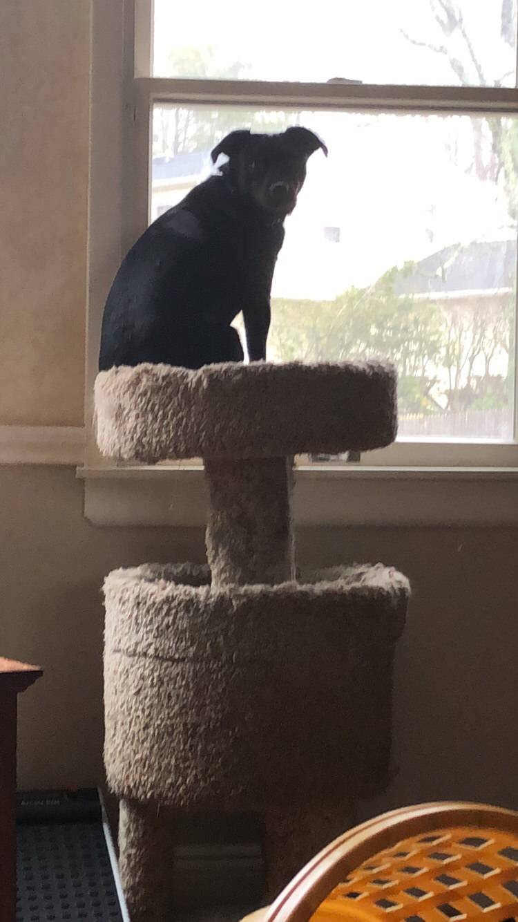 When the dogs strike back | Scrolller