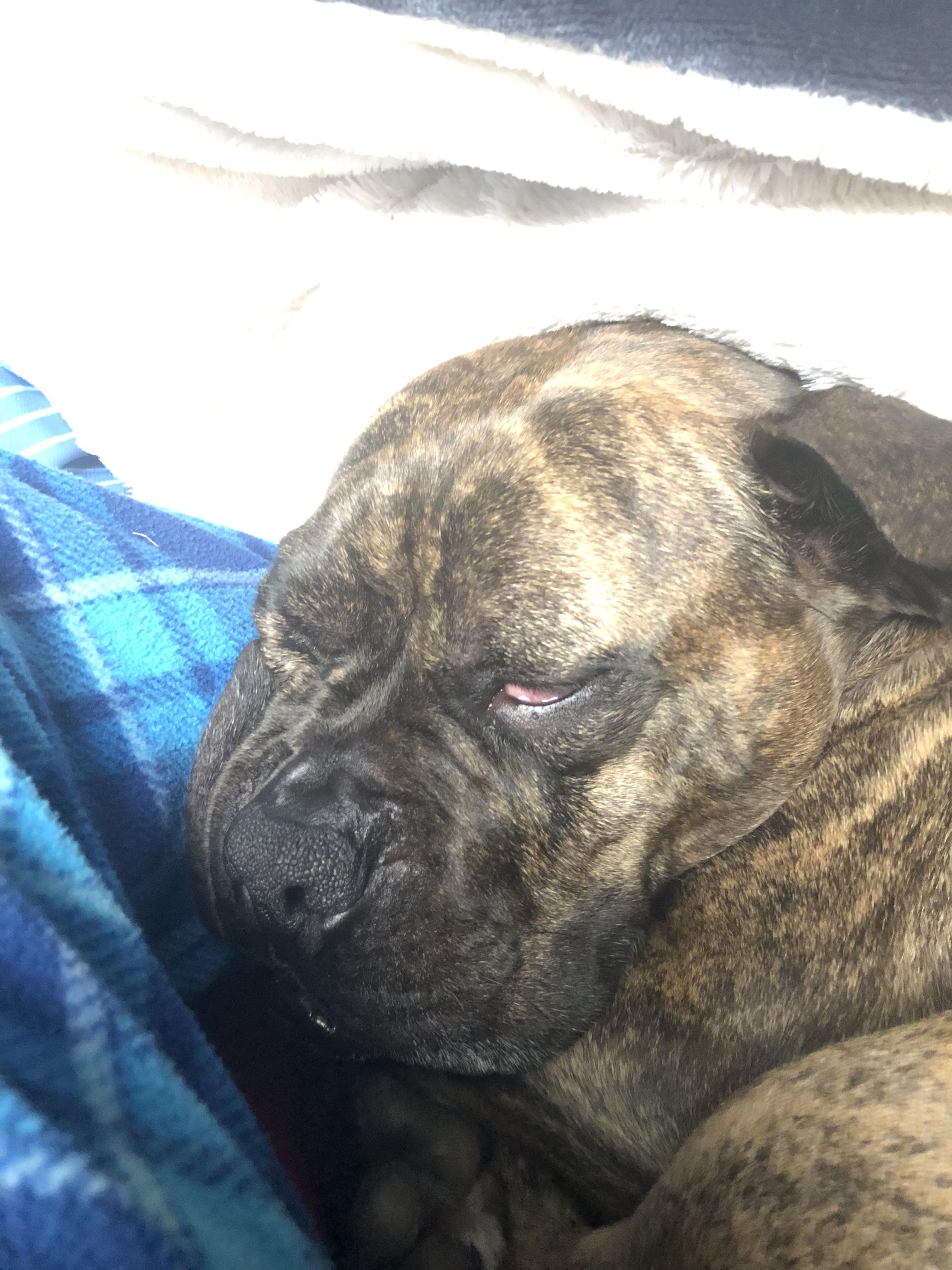 When the nap is too good | Scrolller