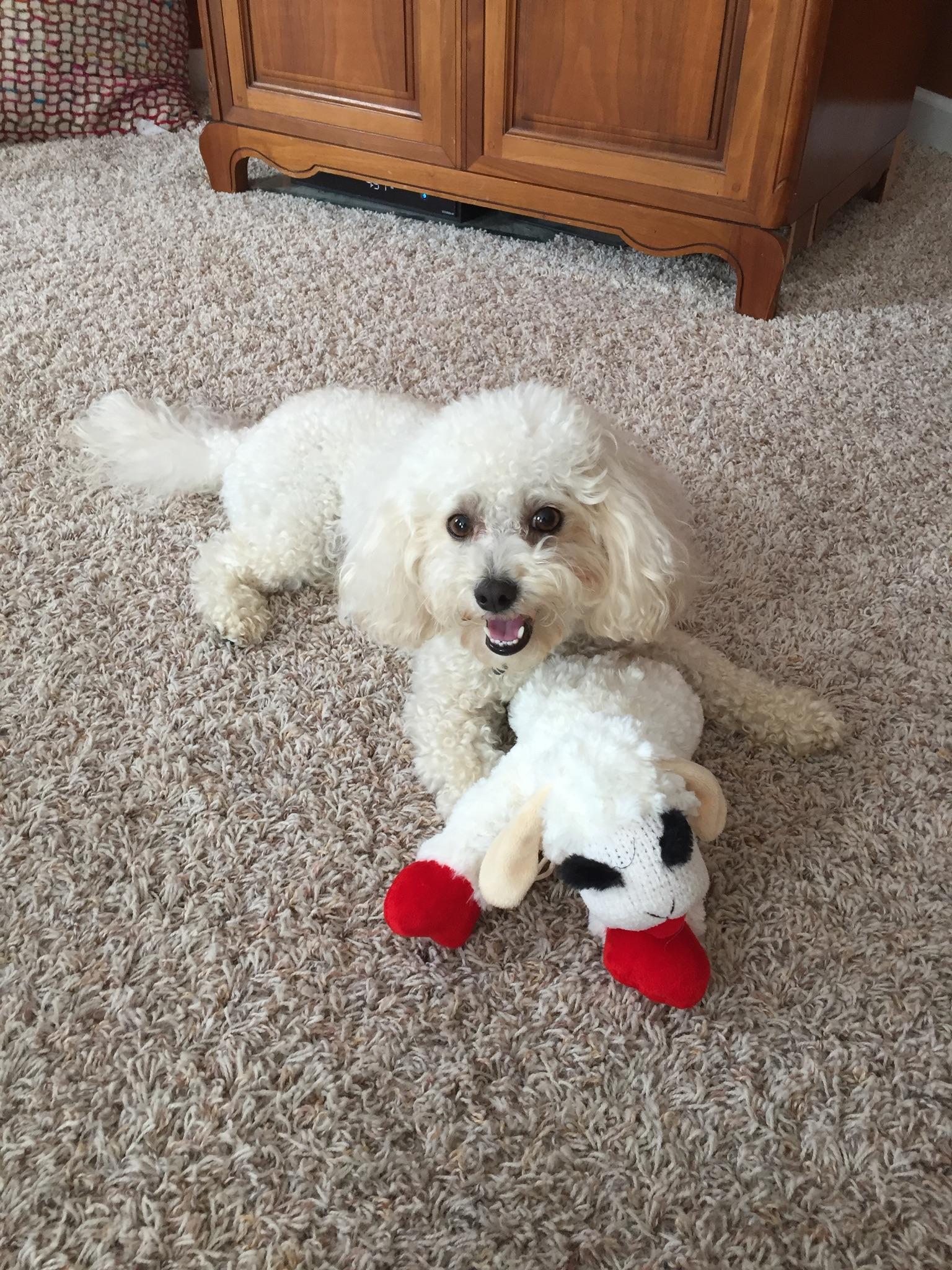 Which one is the CavaPoo? | Scrolller