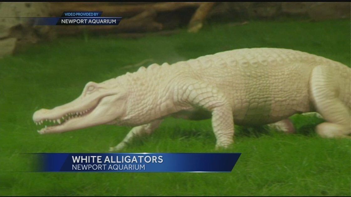 White alligator | Scrolller