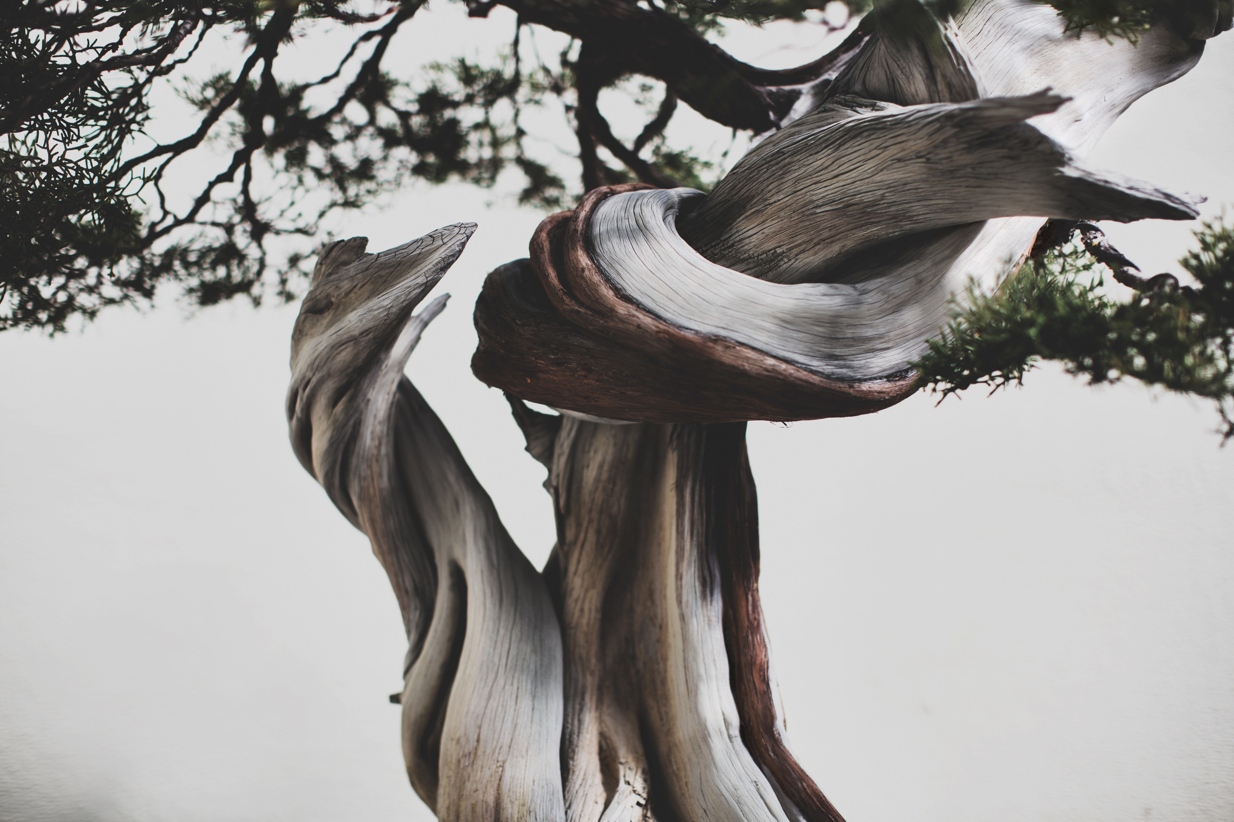 White Bark | Scrolller