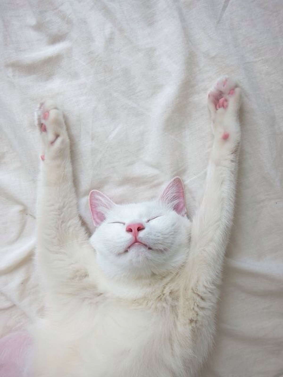 Discover more like Catpics: White cat: I surrender! and Related Content | Scrolller