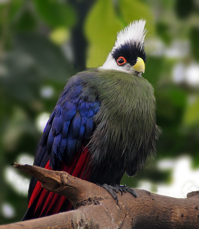 White Crested Turaco | Scrolller