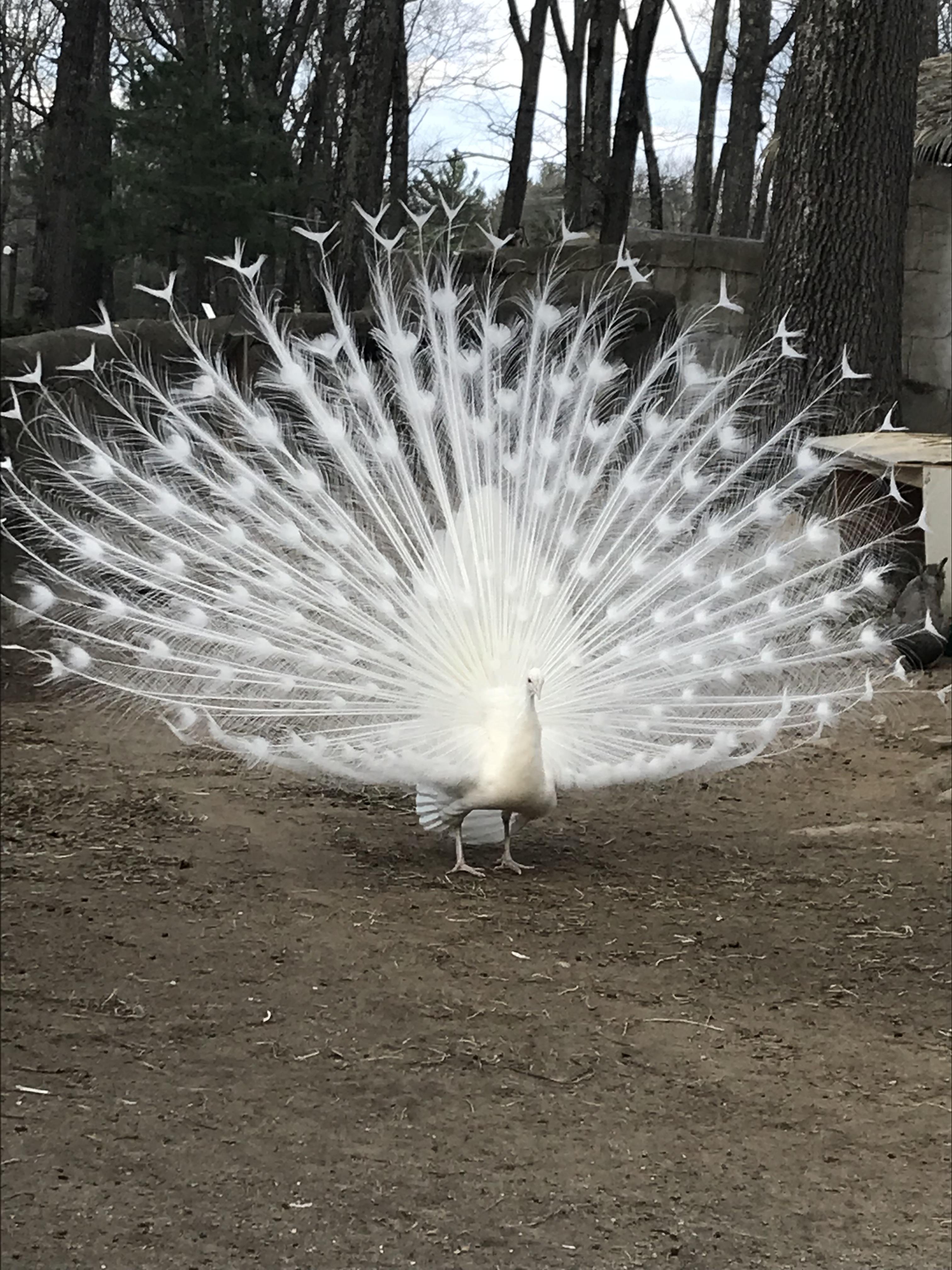 white peacock | Scrolller