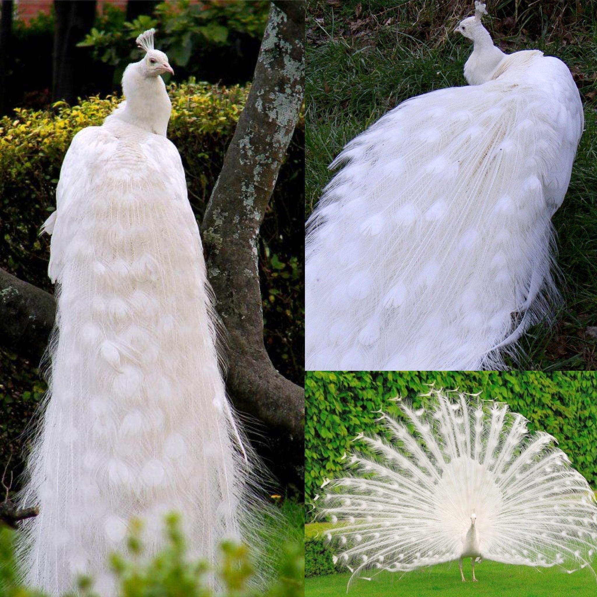 White Peacock | Scrolller
