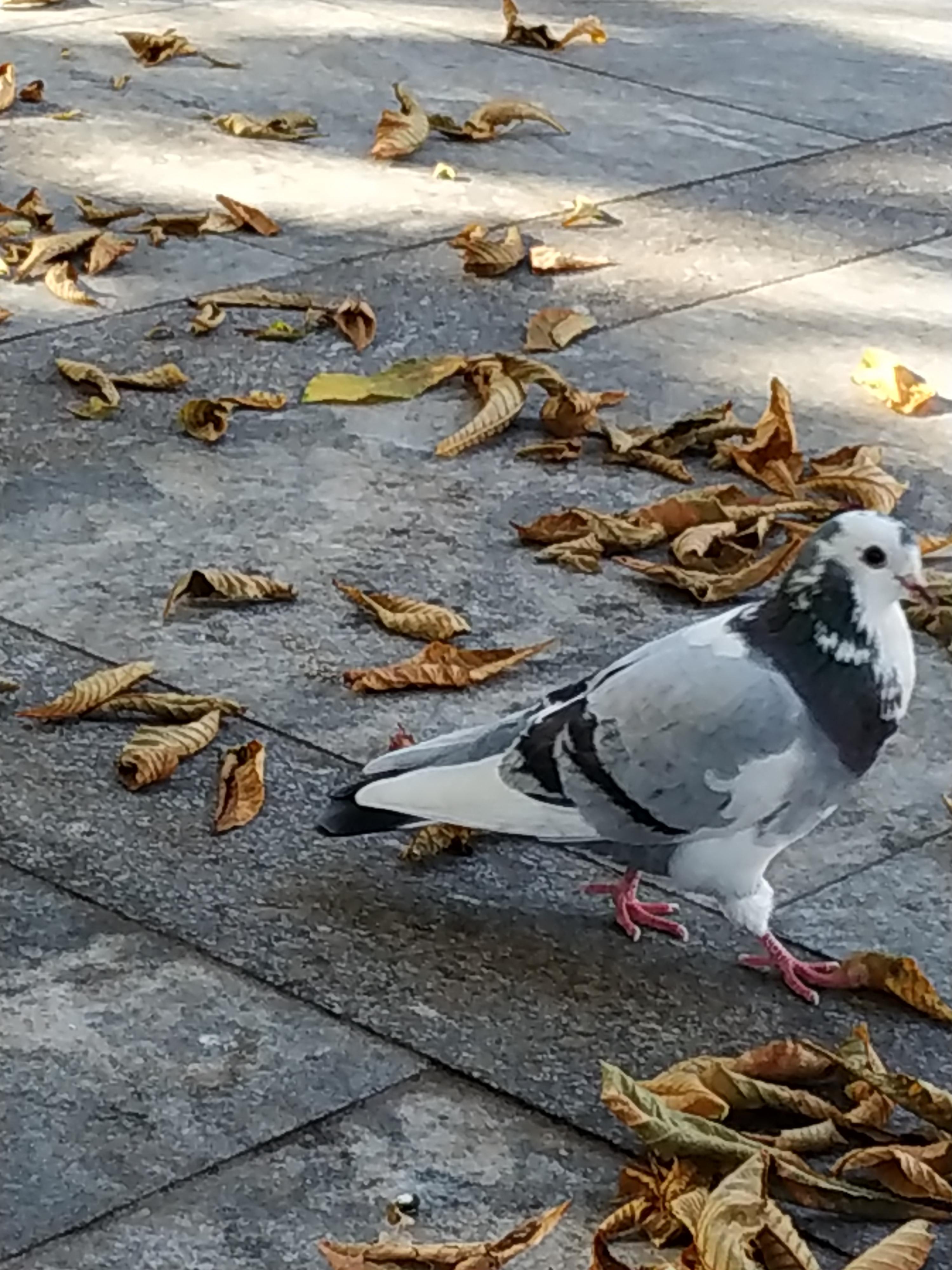 White pigeon | Scrolller