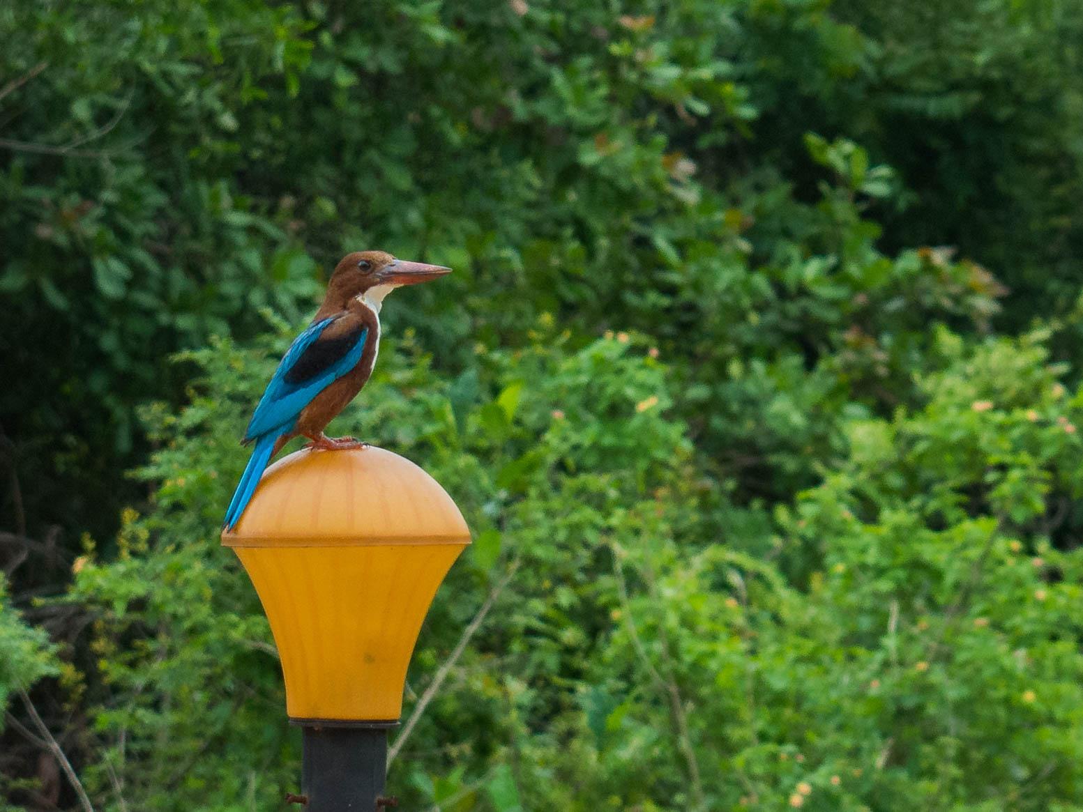 White-Throated Kingfisher at Talapady | Scrolller