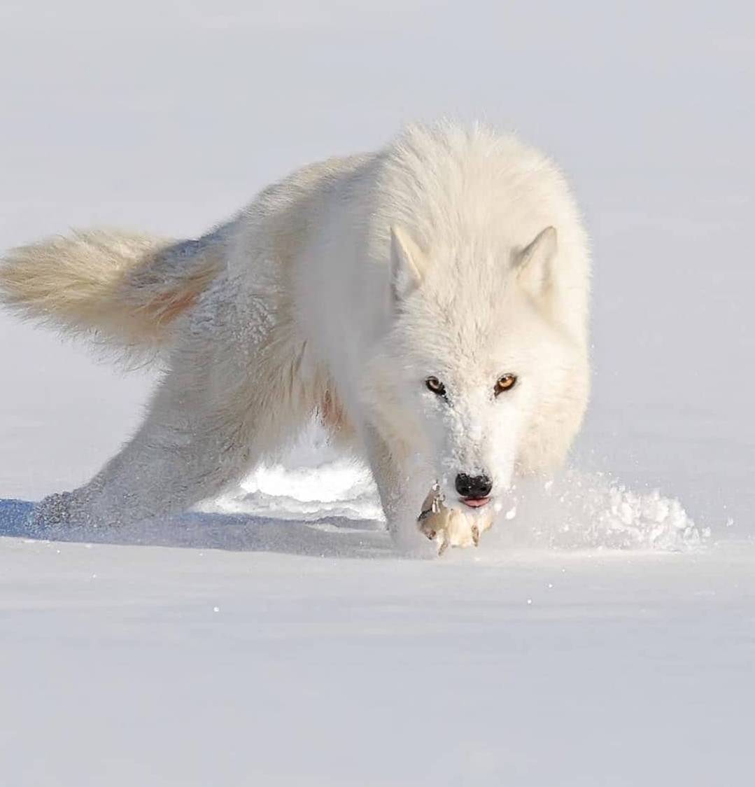 White wolf | Scrolller
