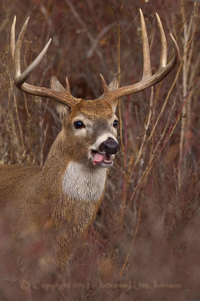Whitetail buck blup | Scrolller
