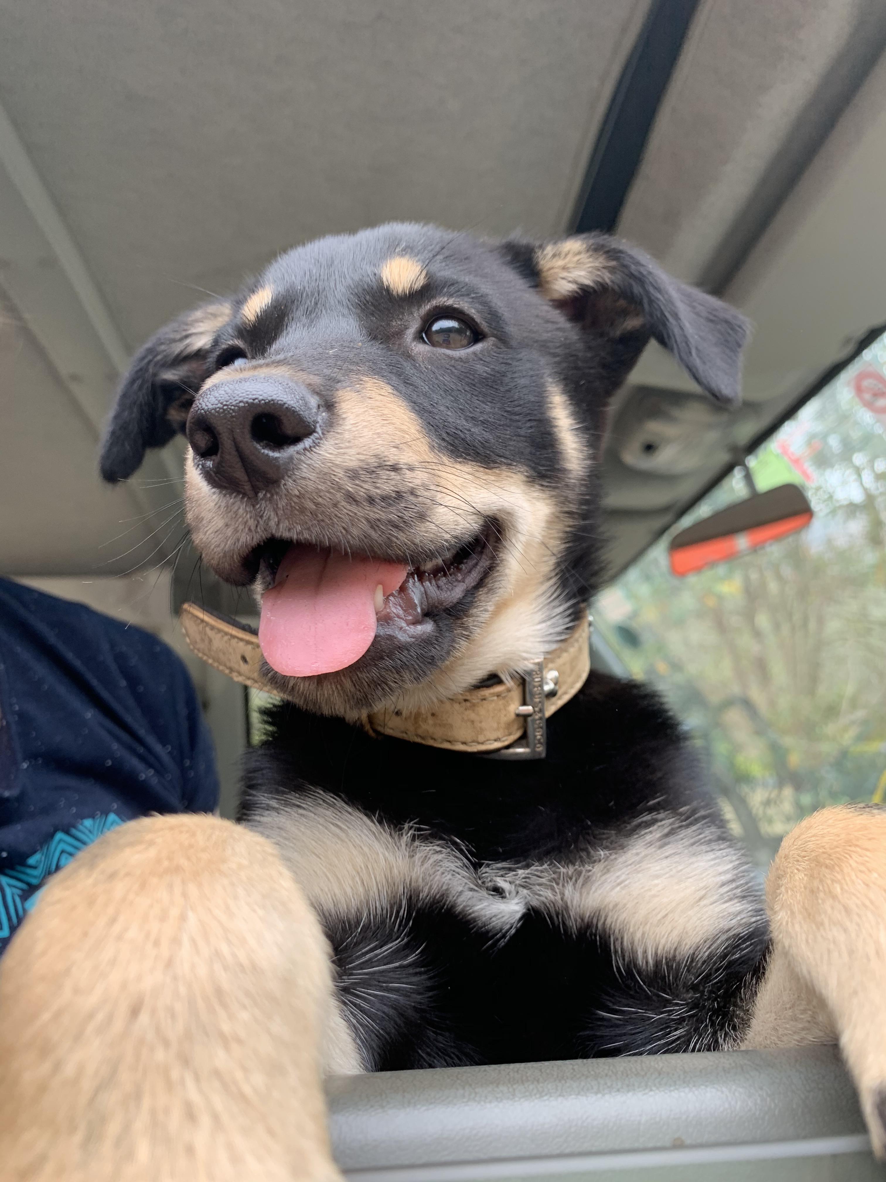 Who doesn’t love big pupper smiles!!🤩🤩 | Scrolller