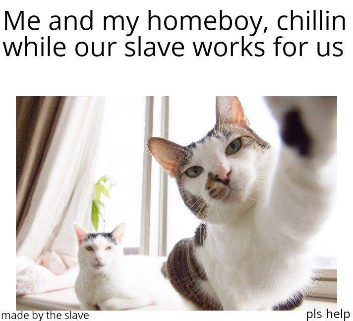 Who is REALLY in charge here? | Scrolller