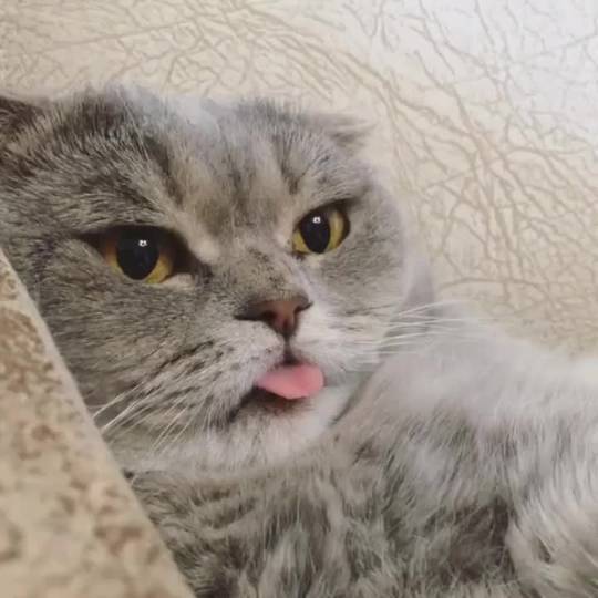 Who is the Queen of blep? This is Melissa! | Scrolller