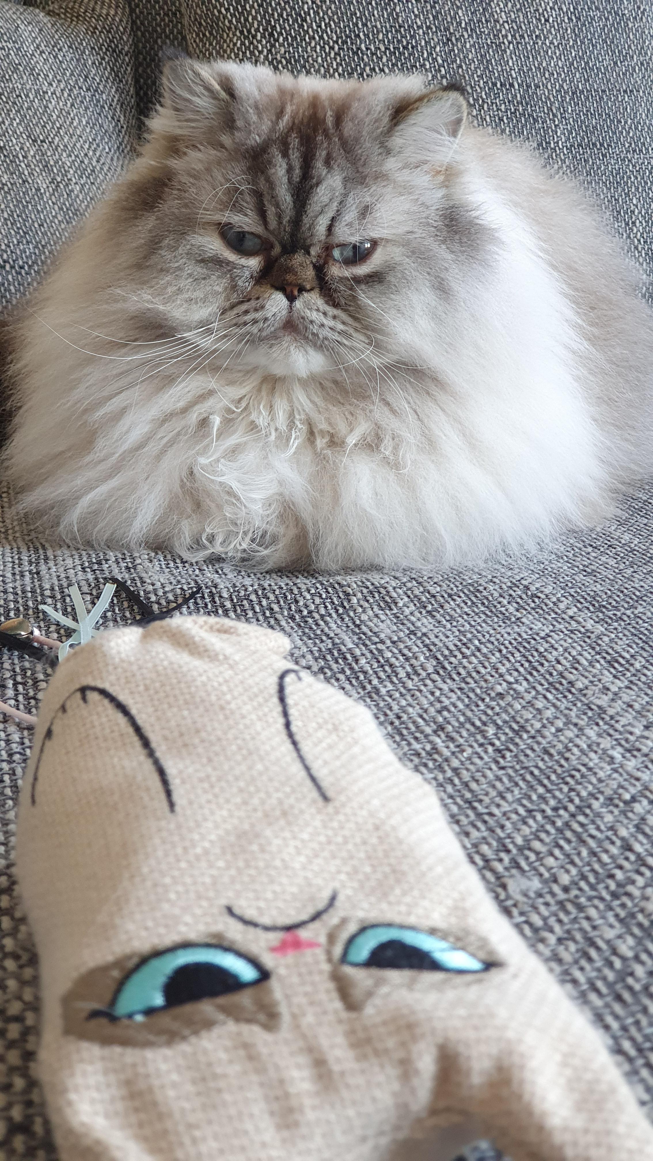 Who is the real grumpy cat? 😂 | Scrolller