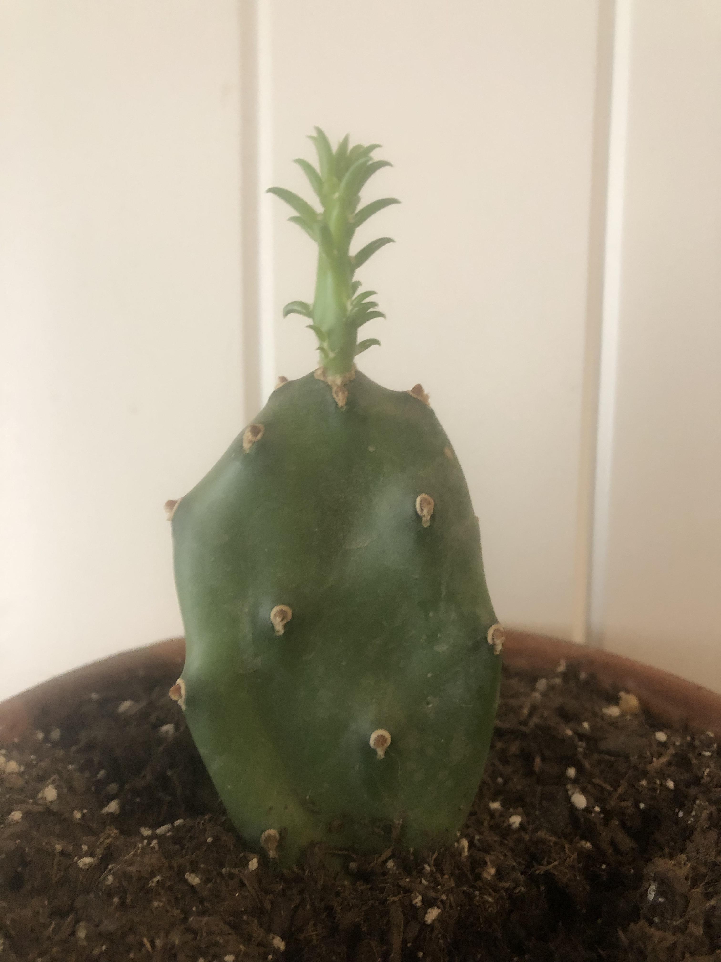 Who lives in a prickly pear under the sea? | Scrolller