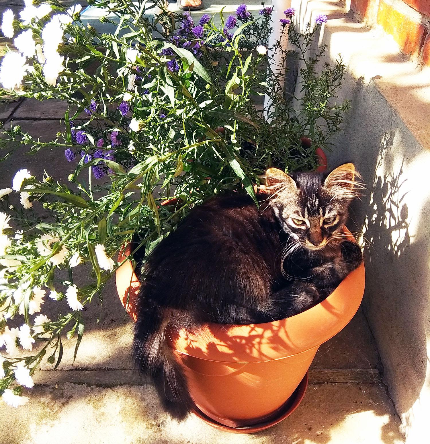 Who loves to sleep in a flower pot? 🙂 | Scrolller