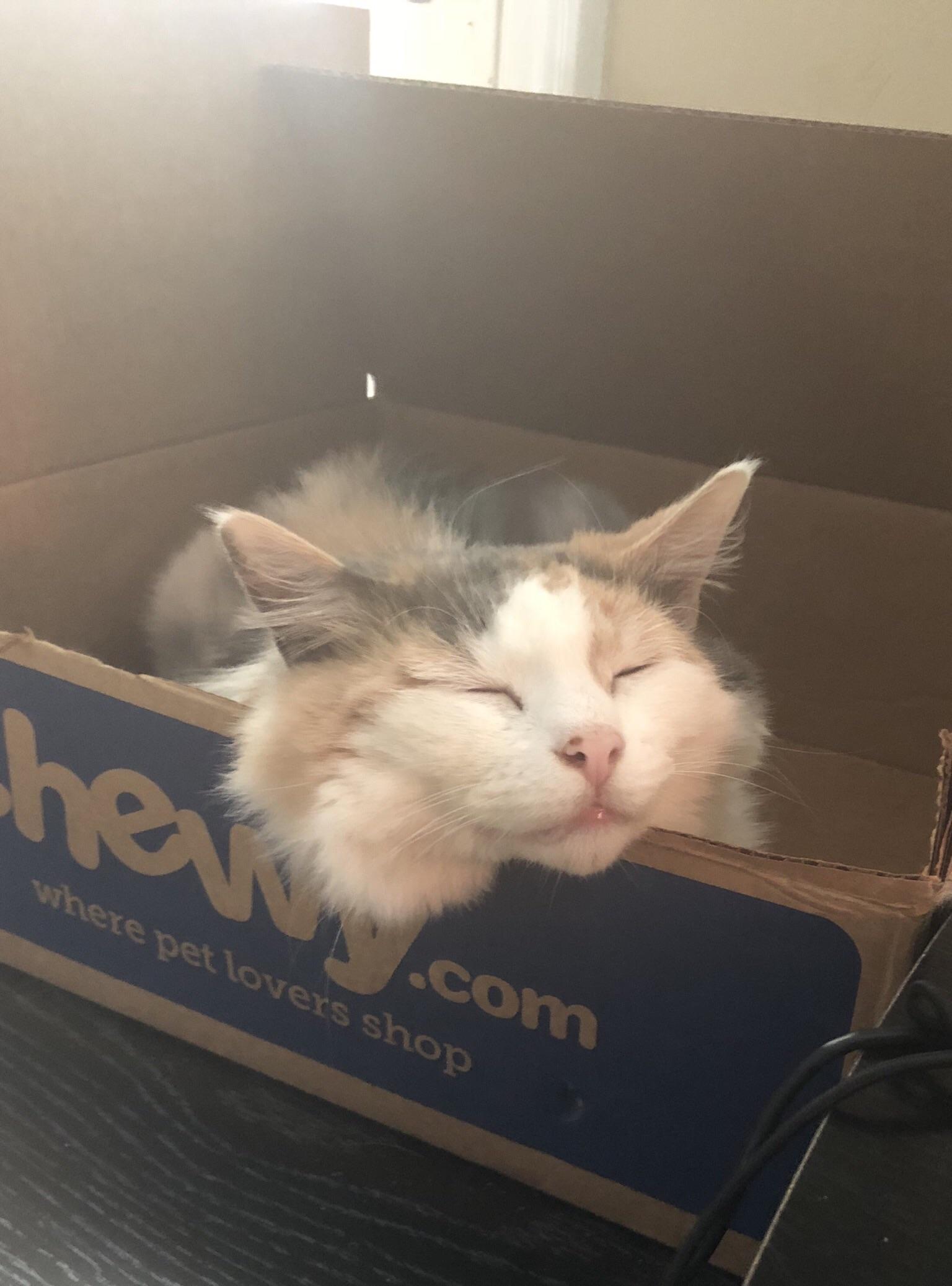 Who needs the three cat beds in the house. | Scrolller