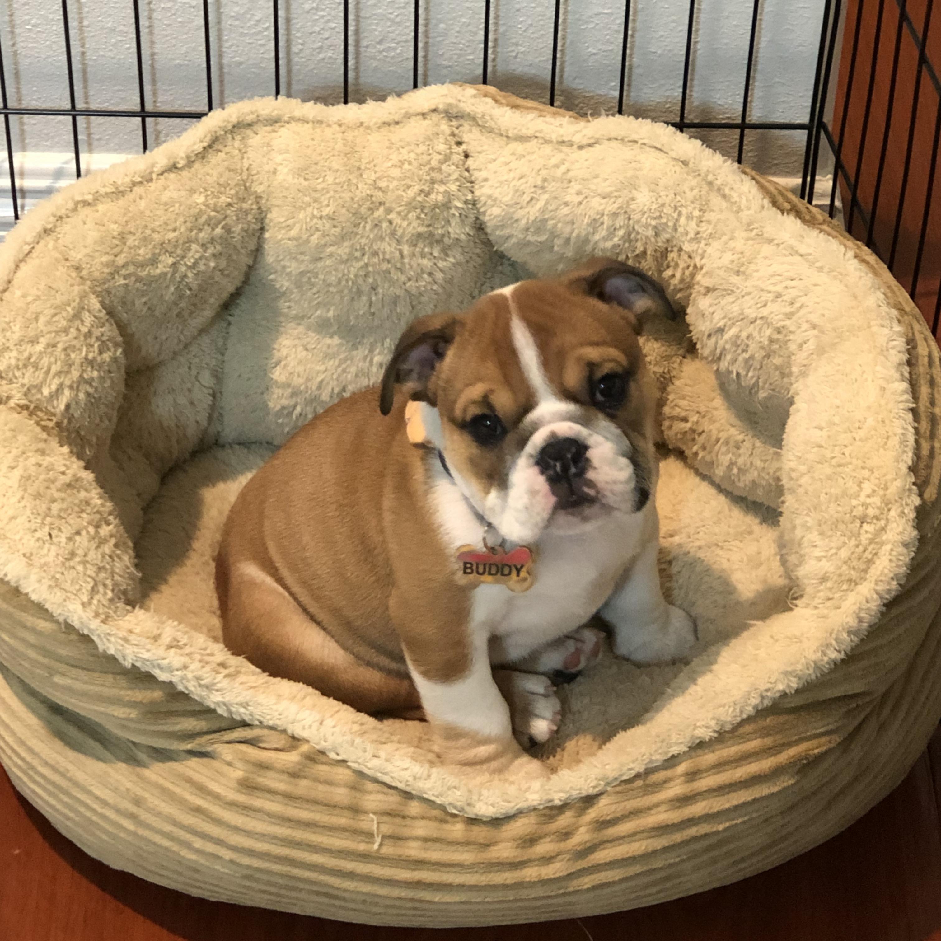 Who’s the goodest boi | Scrolller