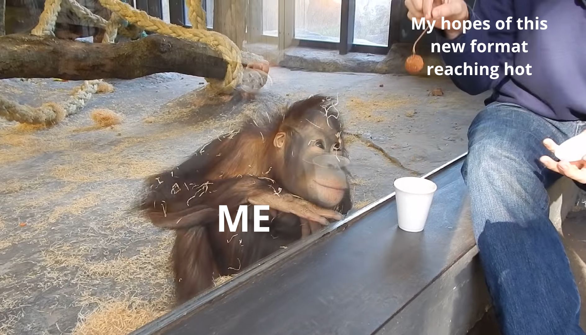 Wholesome Monke | Scrolller