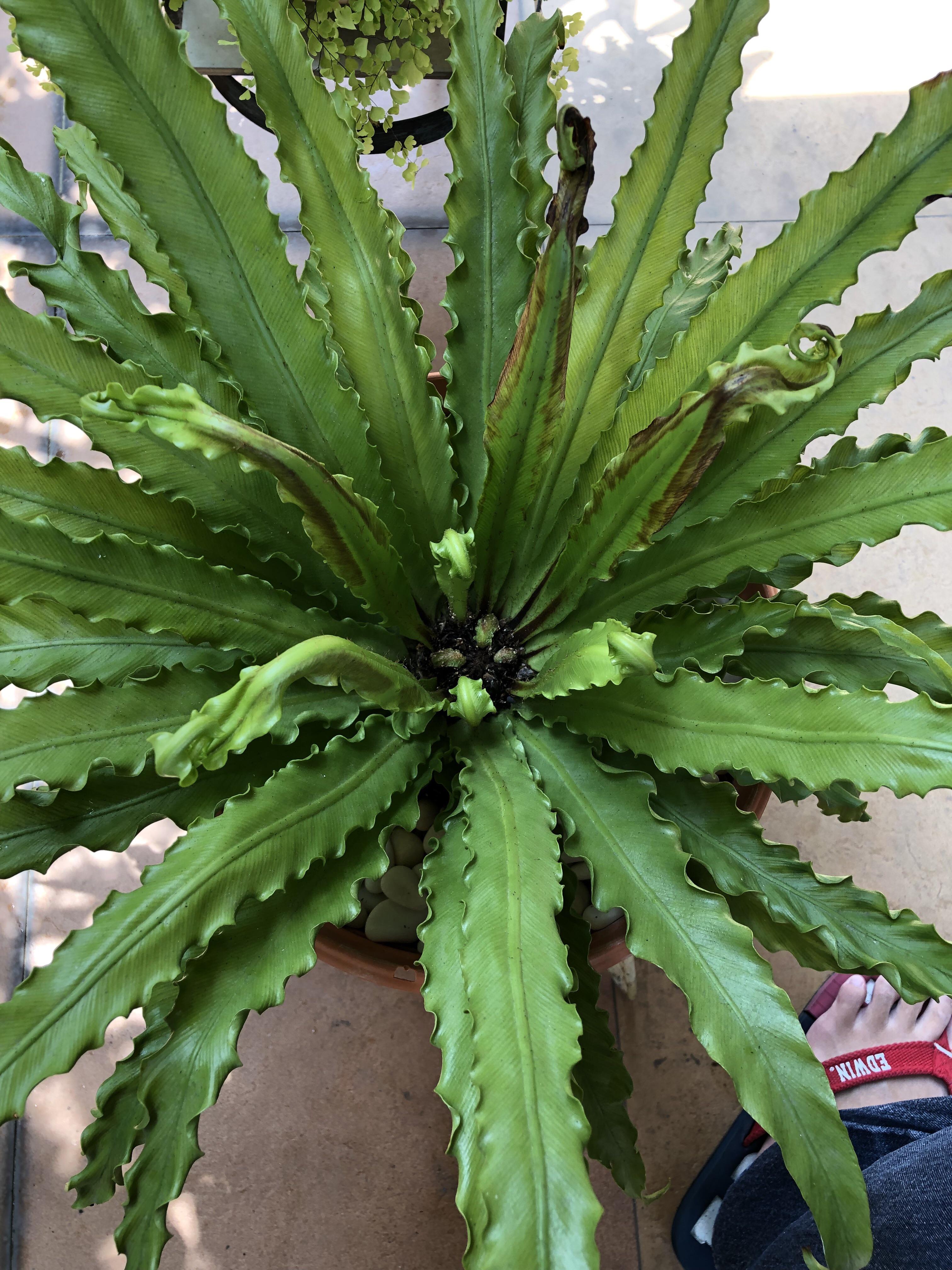 Why are the new leaves getting brown tips :( | Scrolller