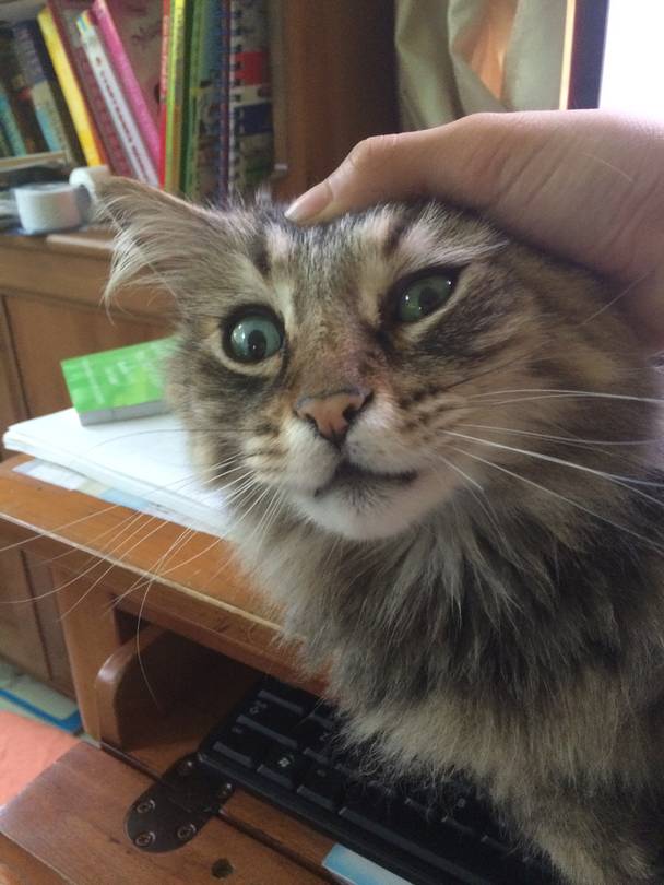 Why are you like this human? | Scrolller