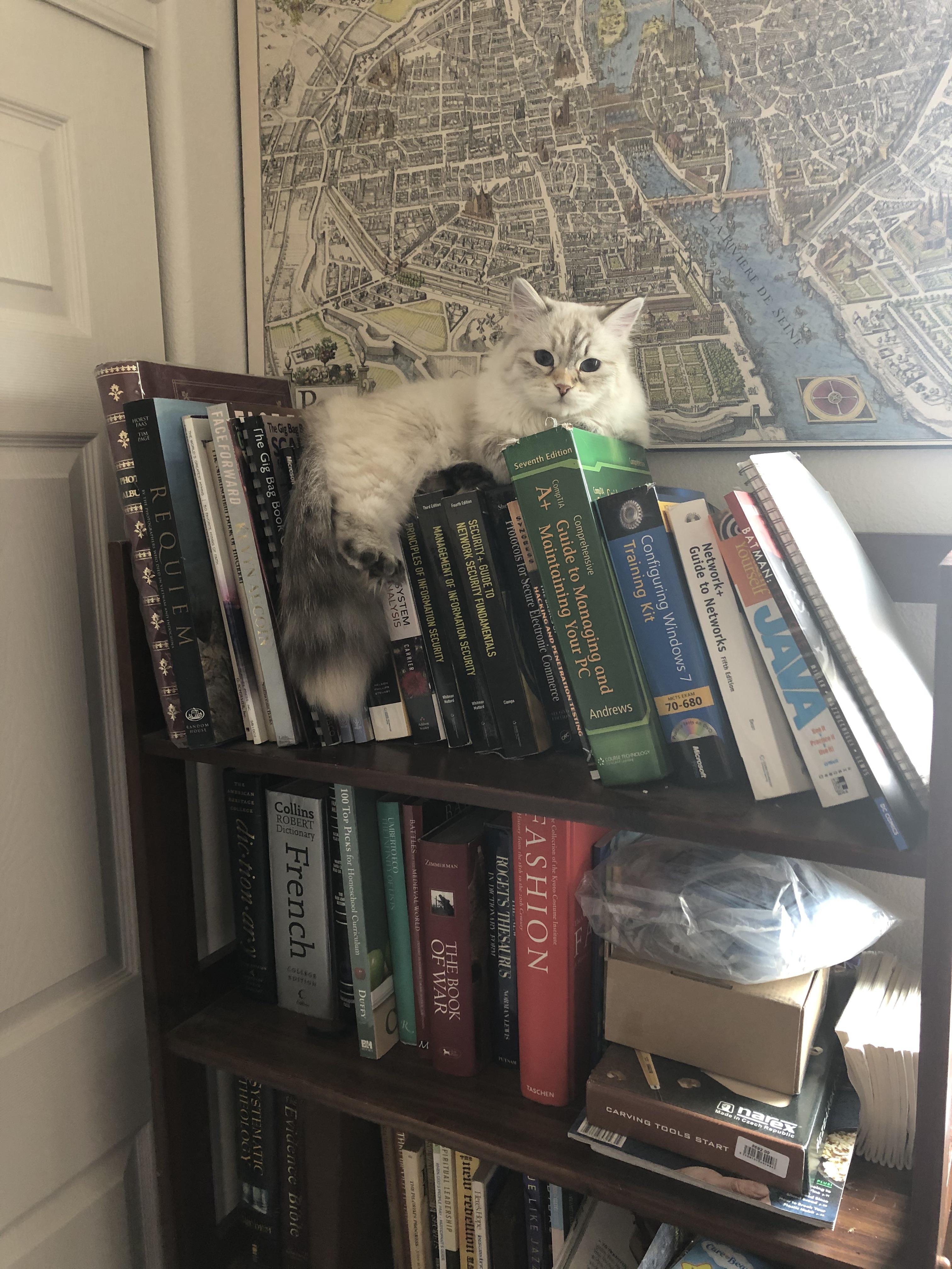 Why did I buy an expensive cat tree again? | Scrolller