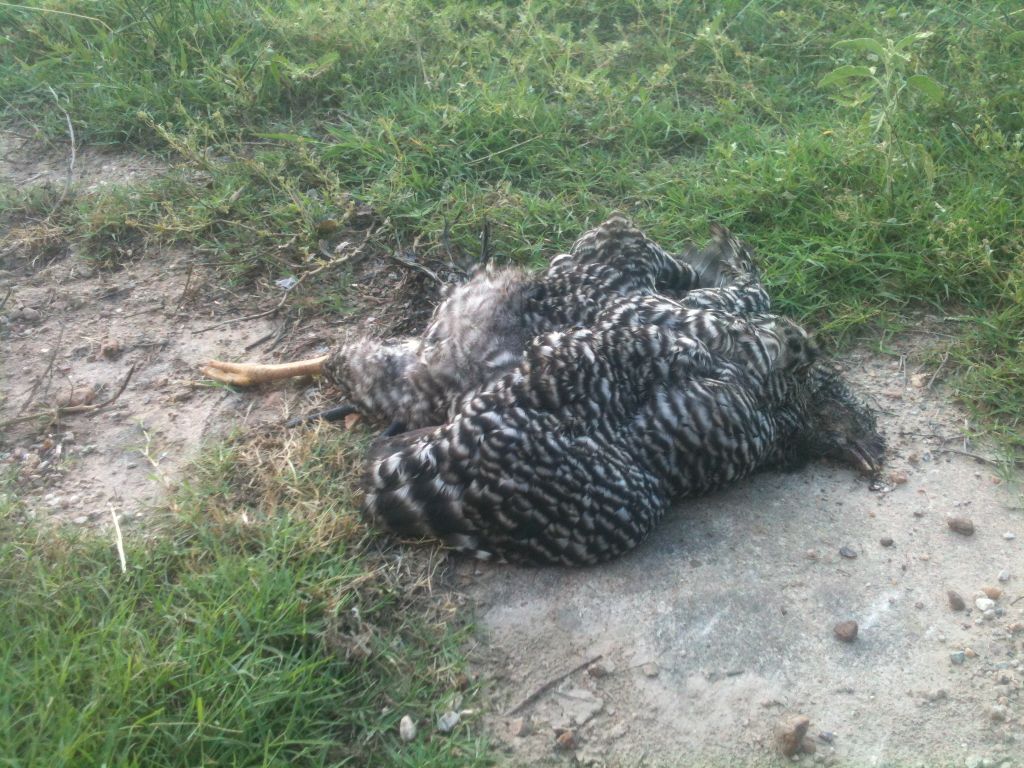 why did the chicken cross the road | Scrolller