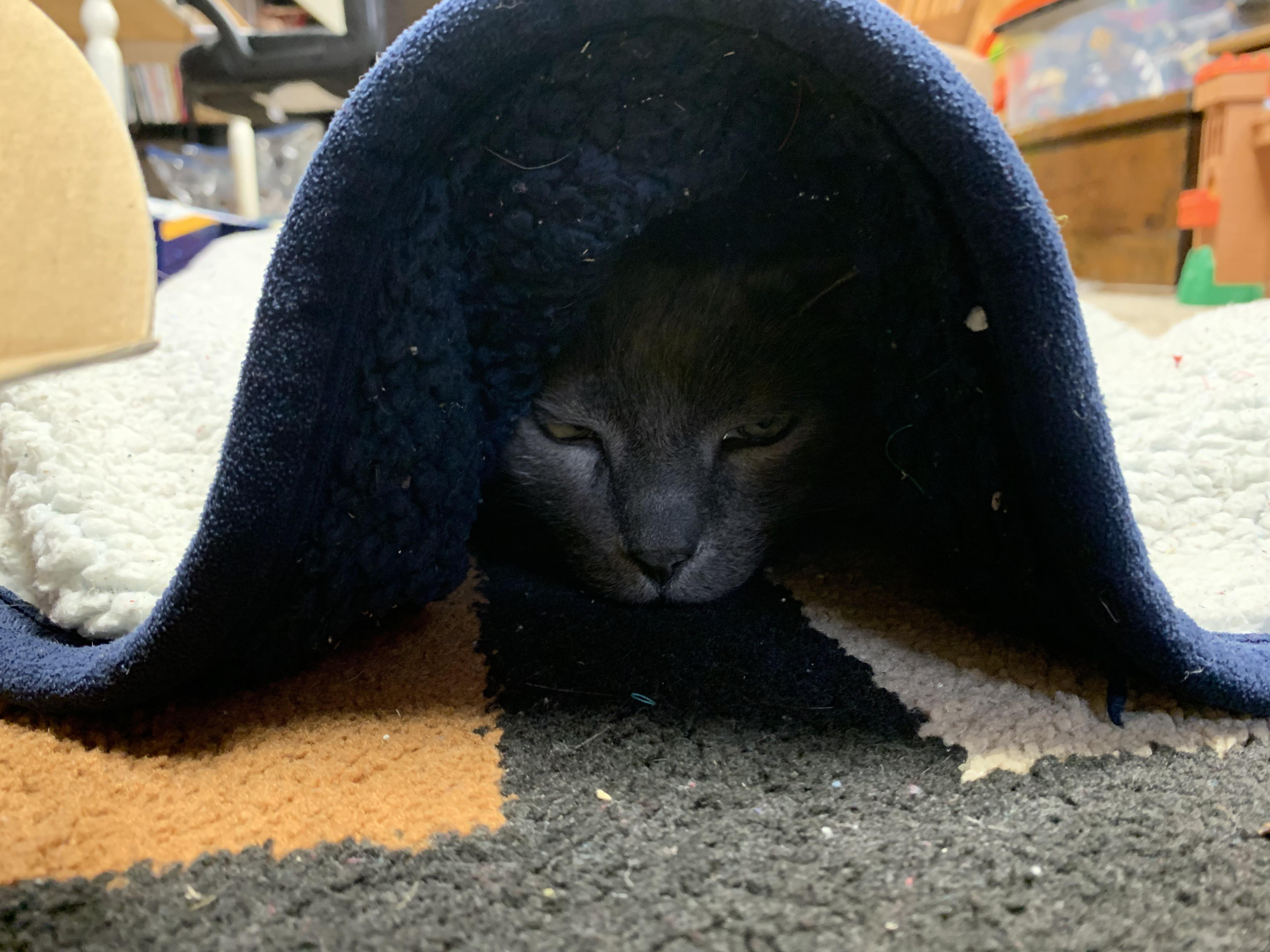 WHY do you DISTURB me HUMAN?!? | Scrolller