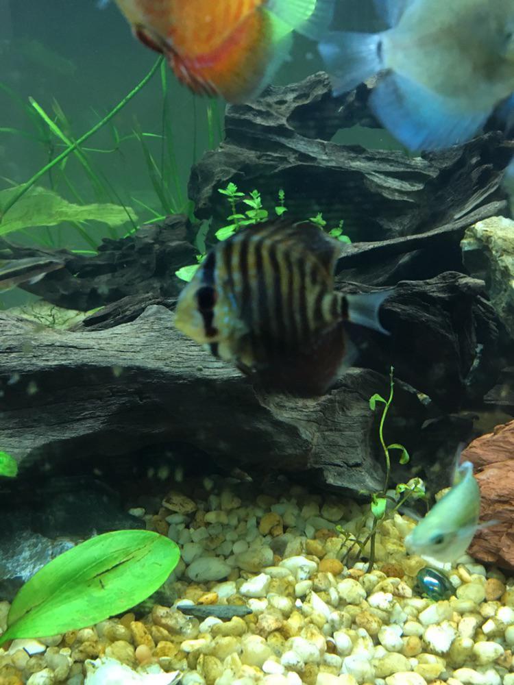 Why does my one discus turn black? | Scrolller