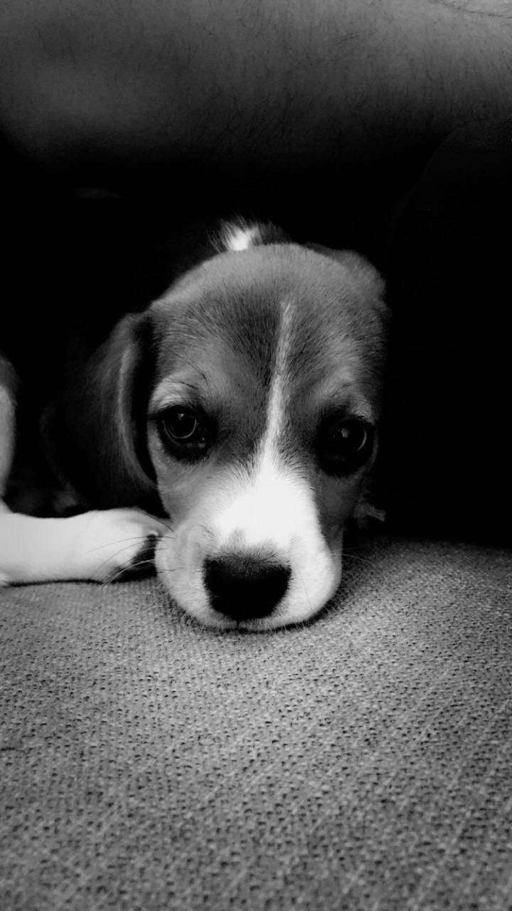 Wife took photo of our pup 🥰 | Scrolller