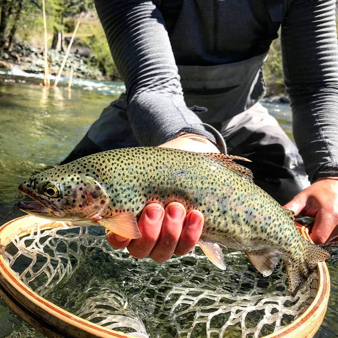 Wild rainbow from California's Mendocino National Forest! Very unique fish IMHO. | Scrolller