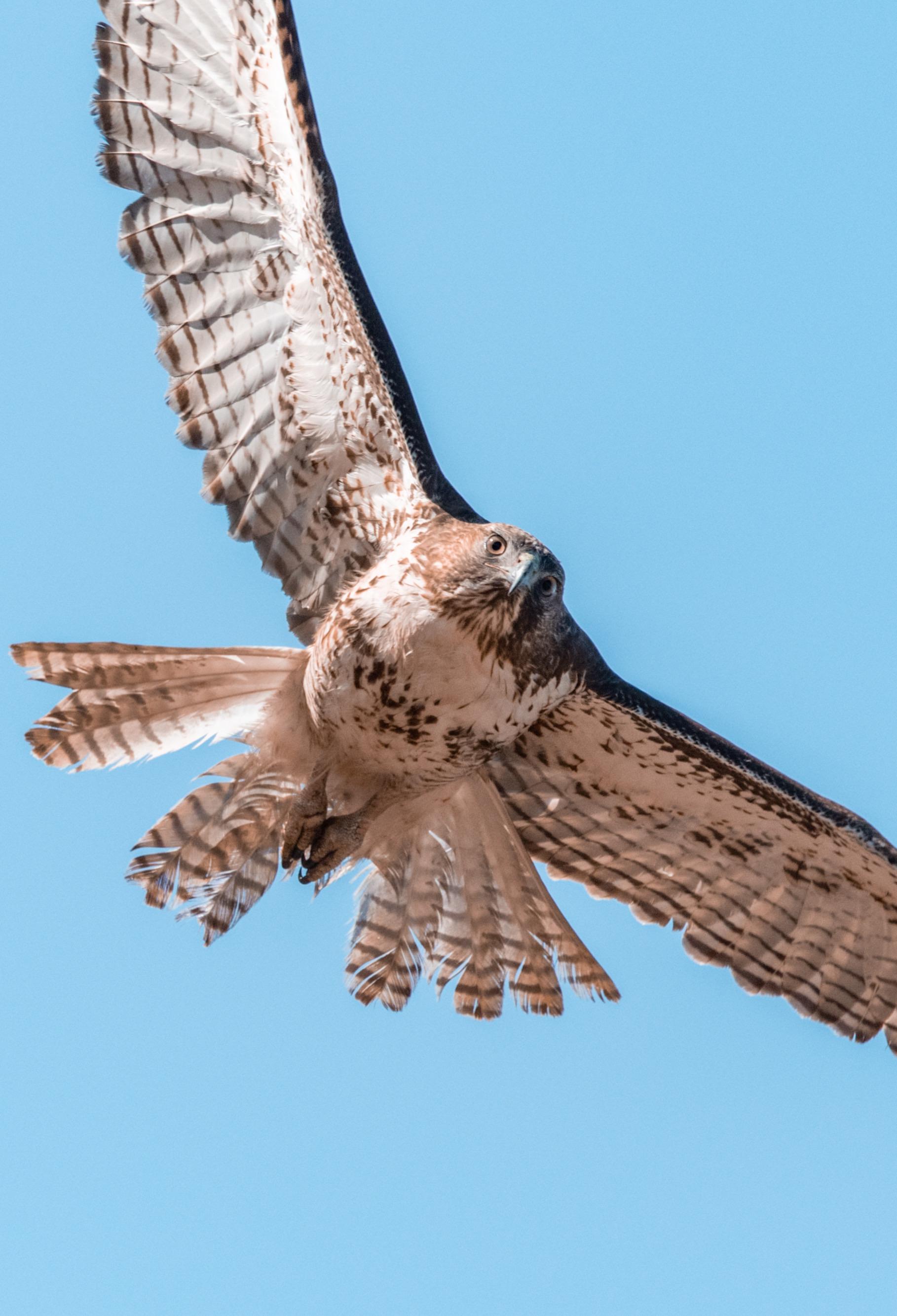 Wild Red tailed hawk | Scrolller