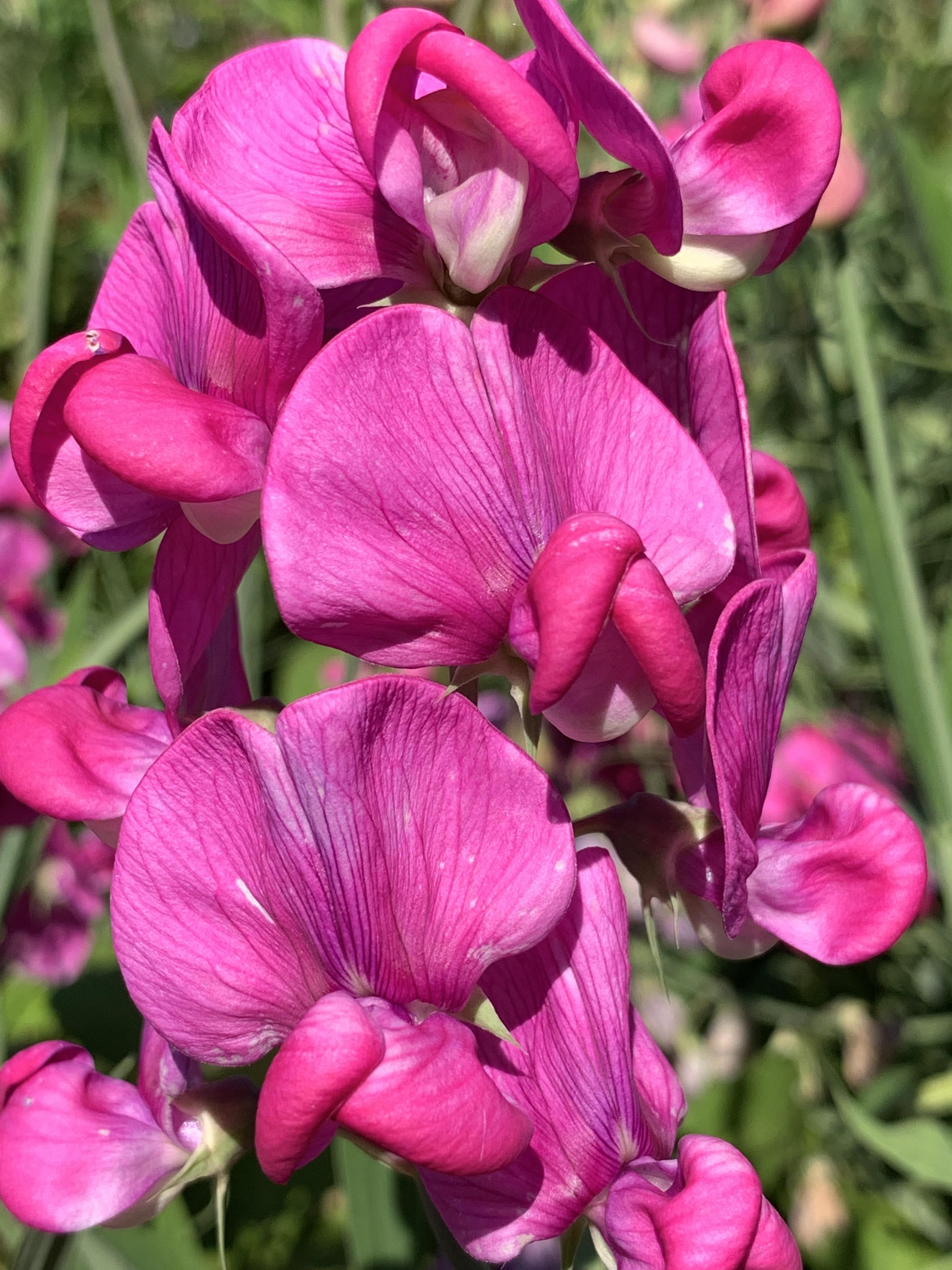 Wild Sweet Pea | Scrolller
