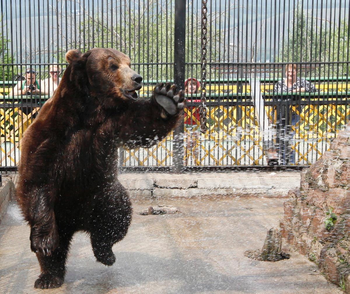 Will dance for water. | Scrolller