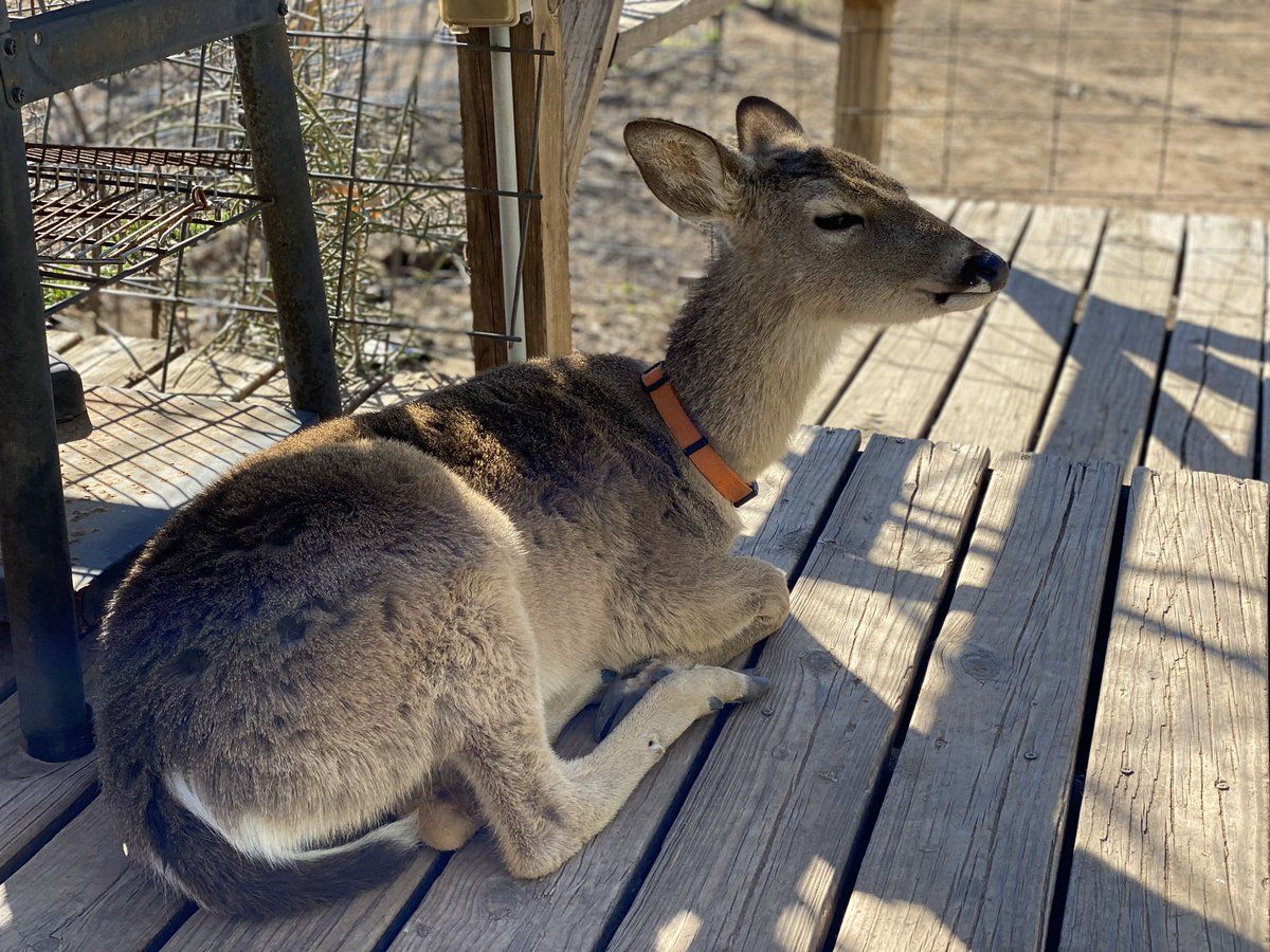 Willow from BuckyAndTheGoodFallows | Scrolller