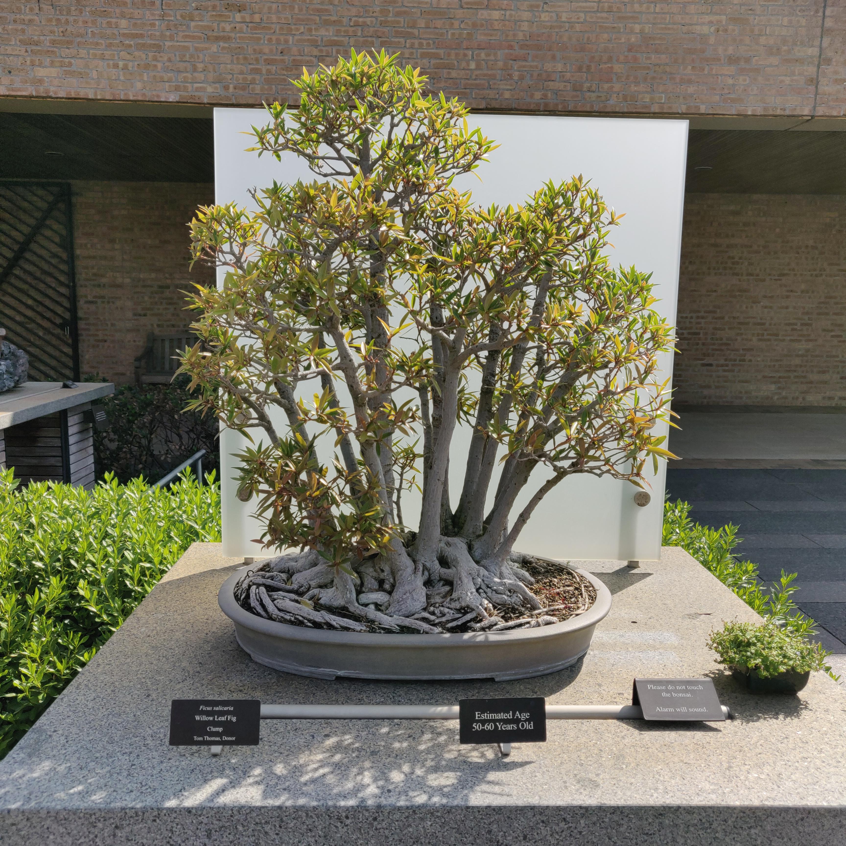 Willow Leaf Fig inspiration | Scrolller